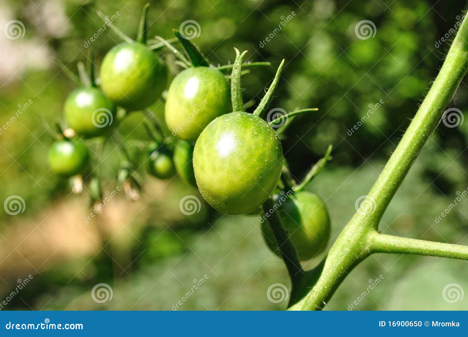 Green cherry tomatoes stock photo. Image of shrub, plant - 16900650