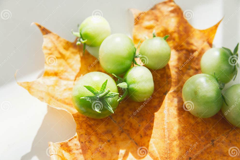 Green Cherry Tomatoes on Autumn Yellow Leaf. Tomatoes in Autumn. Yellow ...