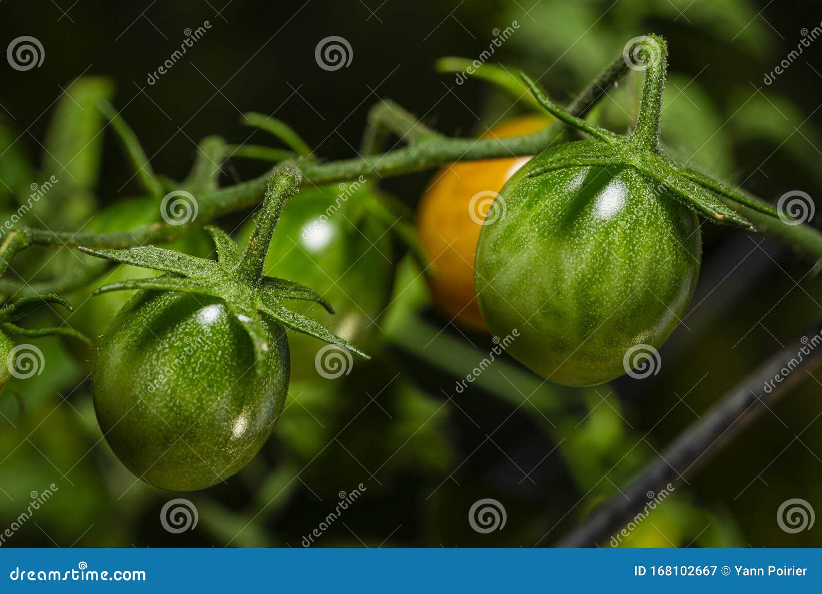 Green cherry tomatoes stock image. Image of food, garden - 168102667
