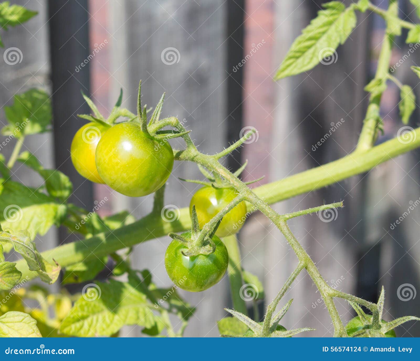 Green cherry tomatoes stock photo. Image of nature, freshness - 56574124