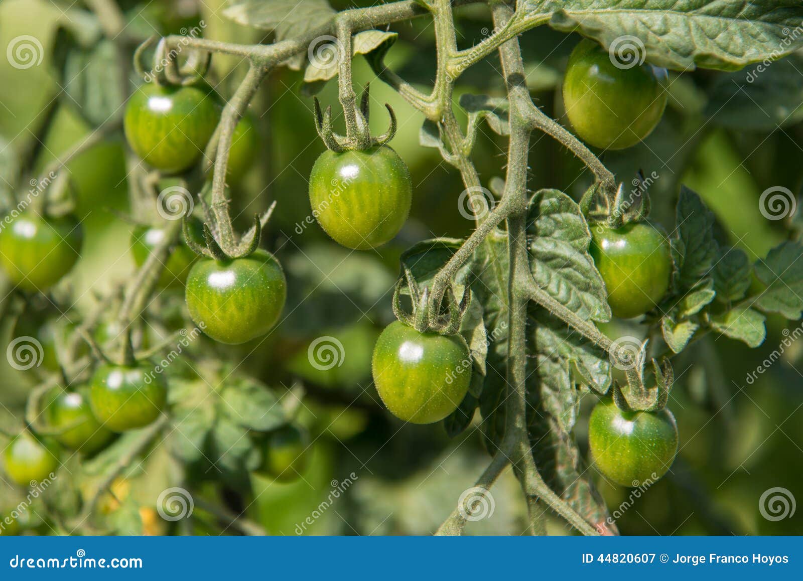 Green cherry tomatoes stock image. Image of plant, horticulture - 44820607