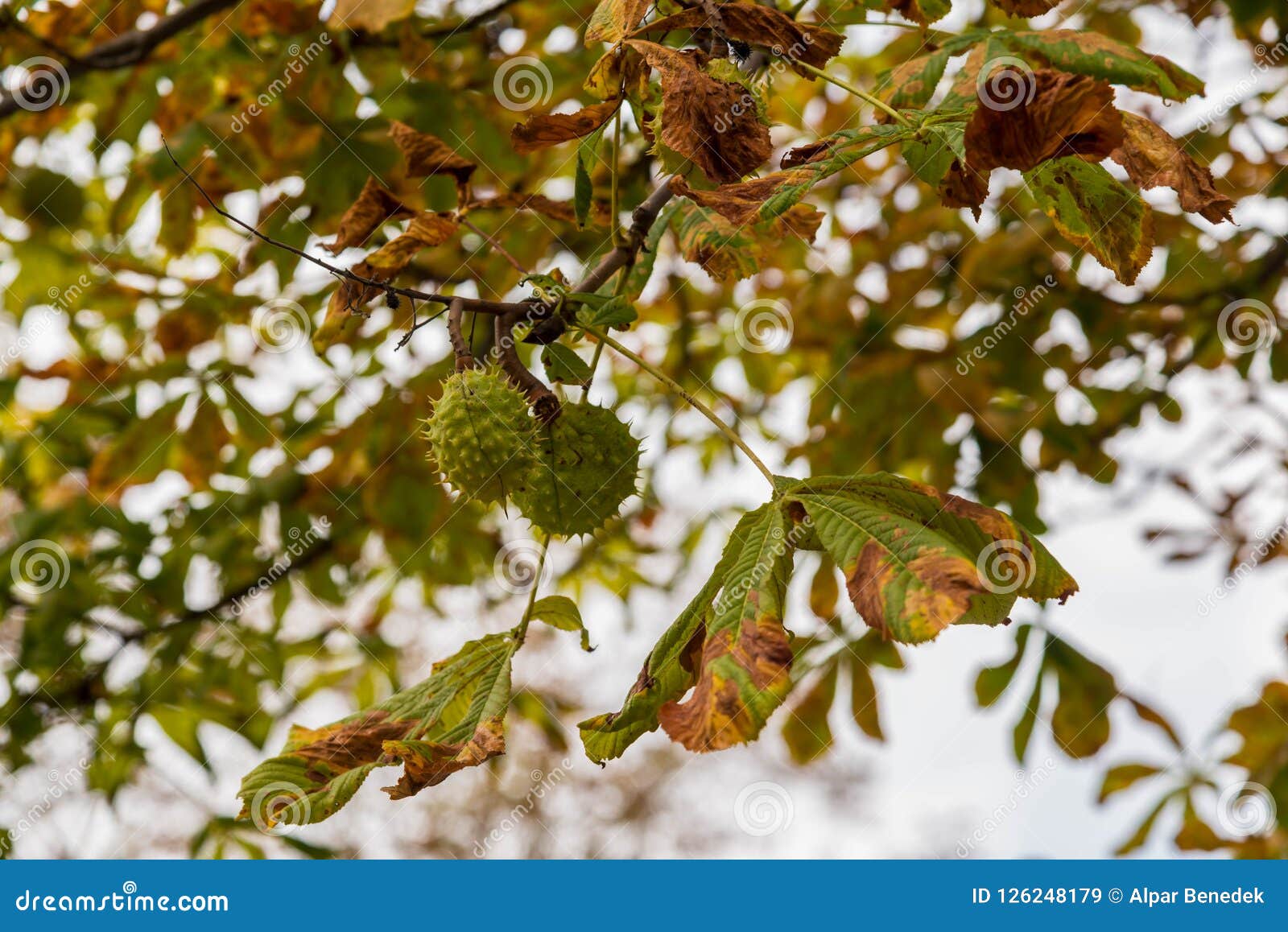 Green Chestnut Close Up Shot on the Tree, Natural Light Stock Image ...