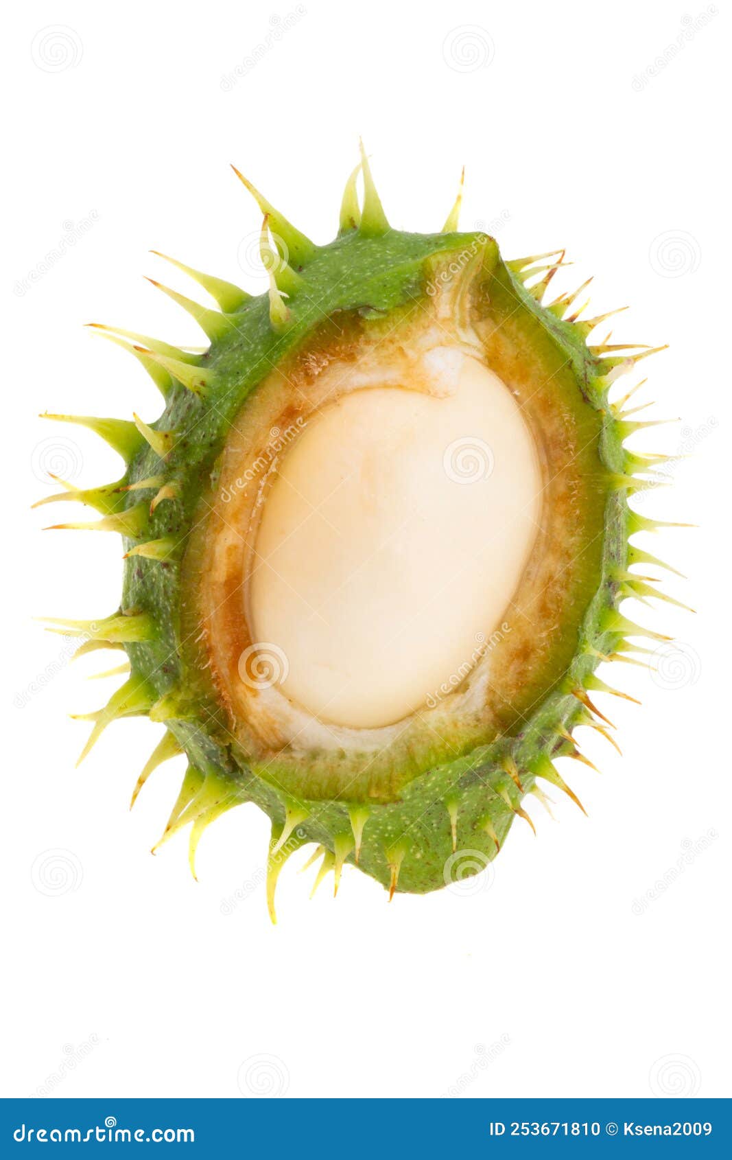 Green chestnut isolated stock photo. Image of natural - 253671810
