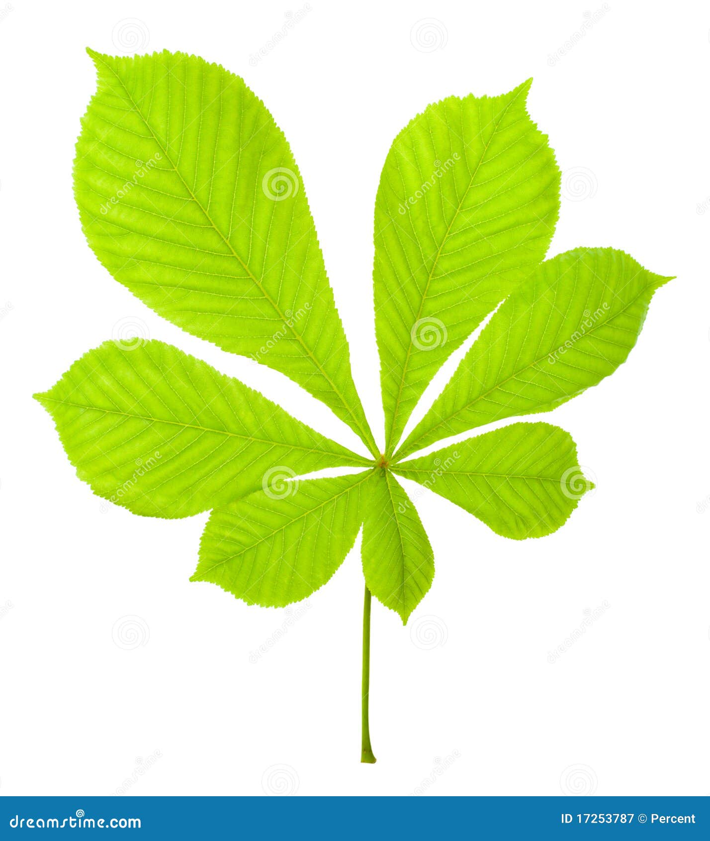 Green chestnut leaf stock image. Image of white, chlorophyll - 17253787