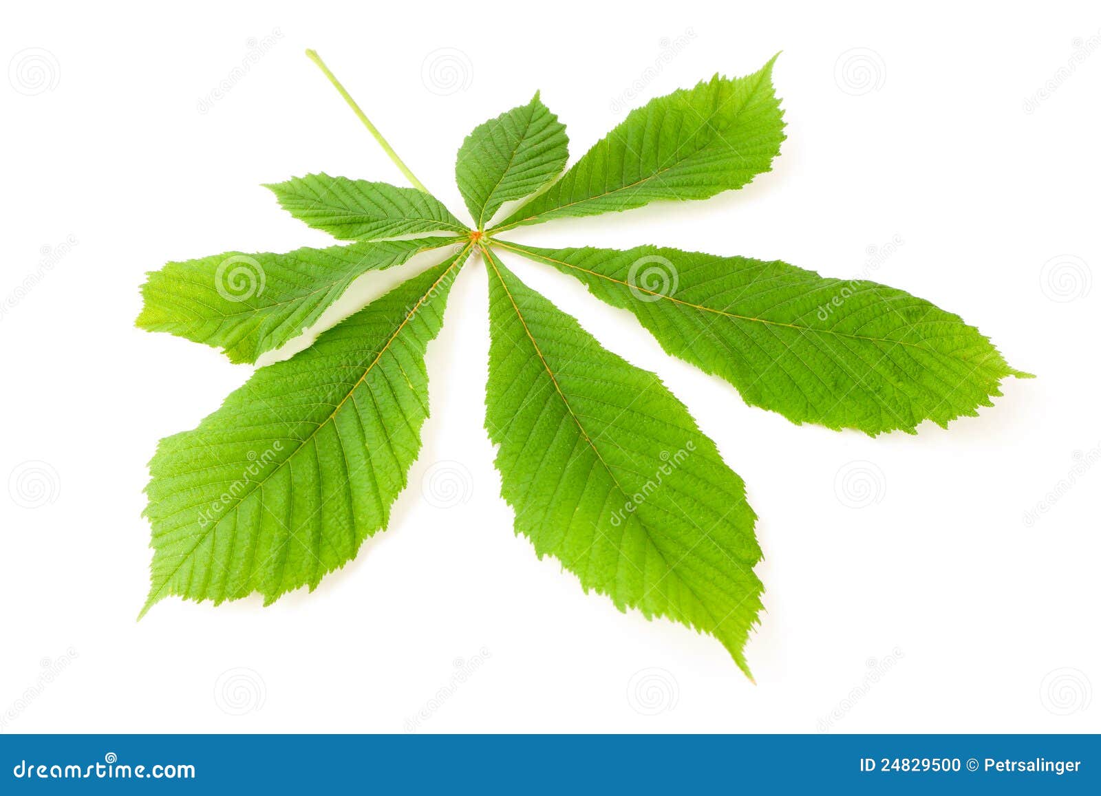 Green chestnut leaf stock photo. Image of fresh, nature - 24829500