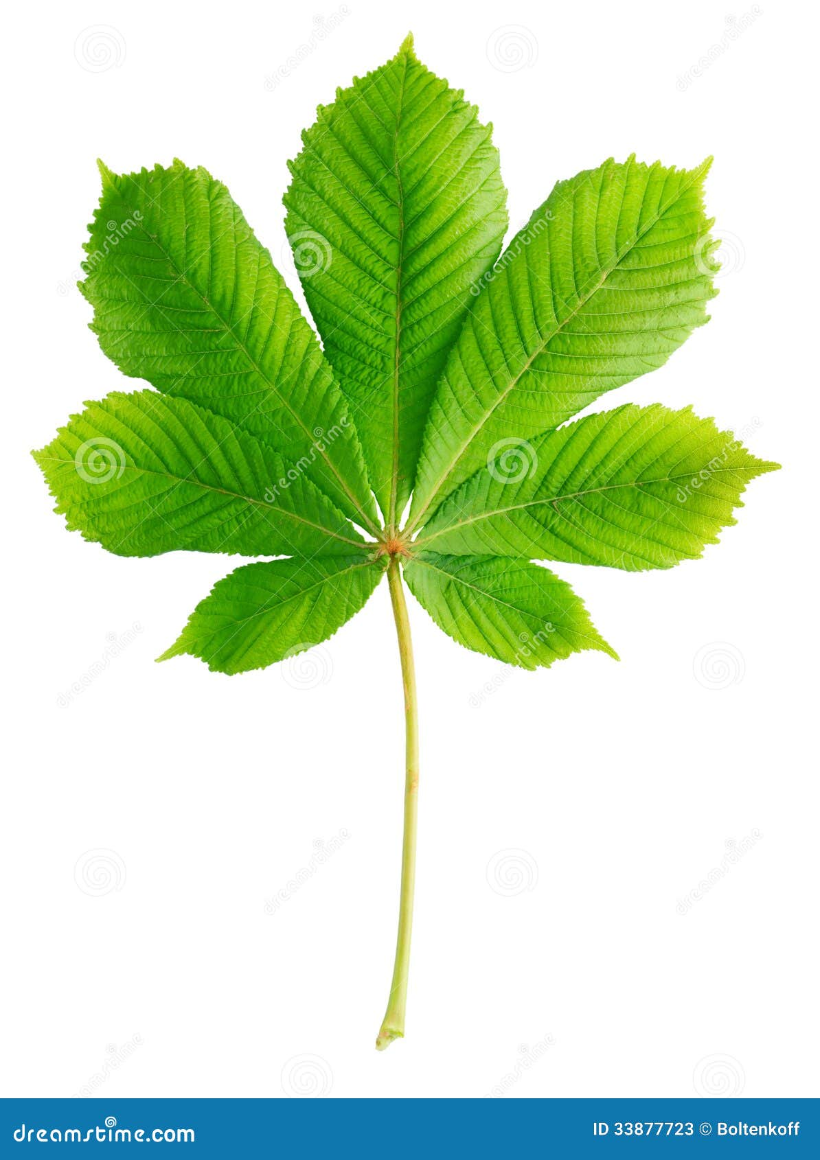 Green Chestnut Leaf Stock Image | CartoonDealer.com #33877723