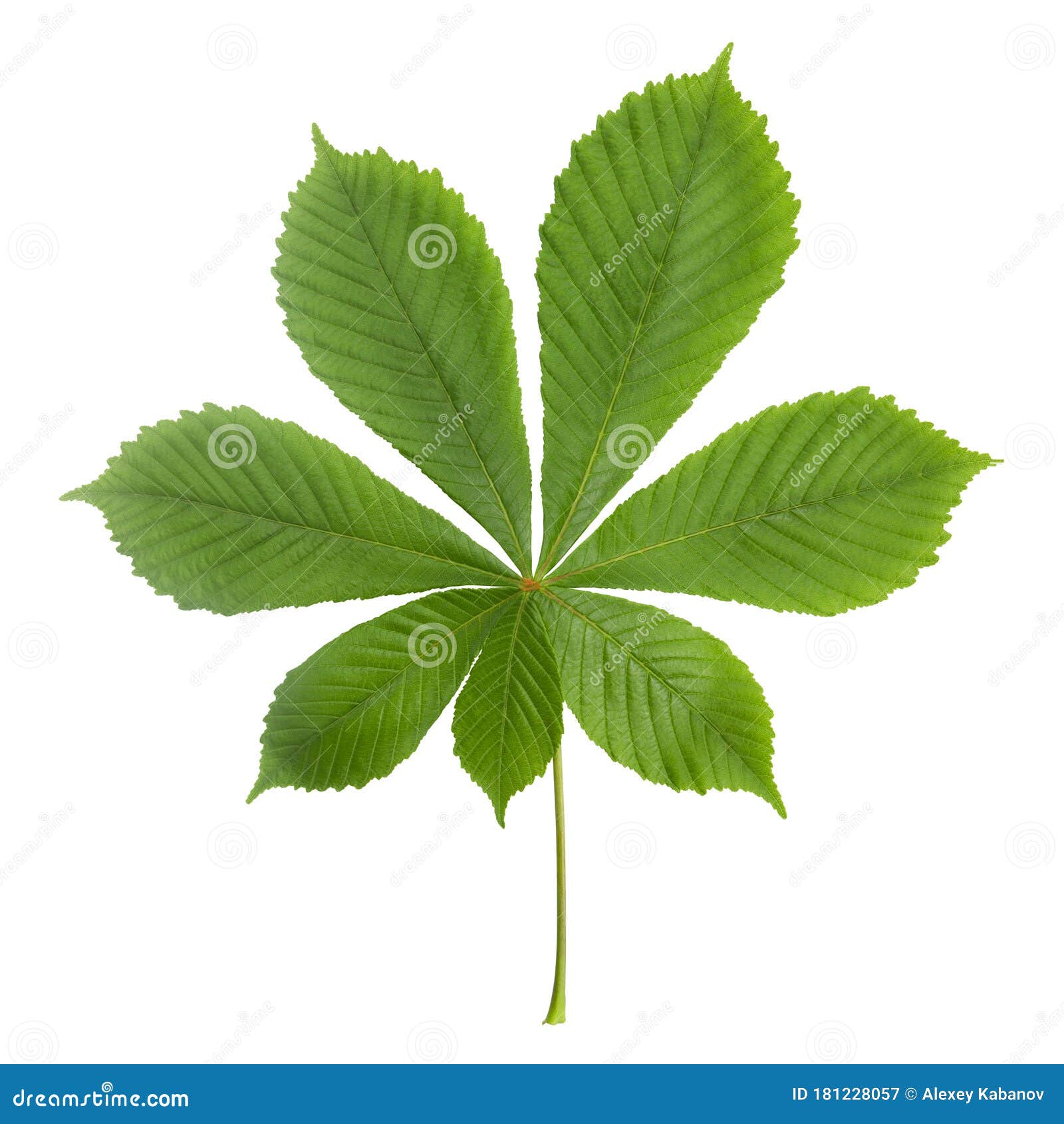 Green Chestnut Leaf Isolated on White Background, Closeup. Stock Image ...