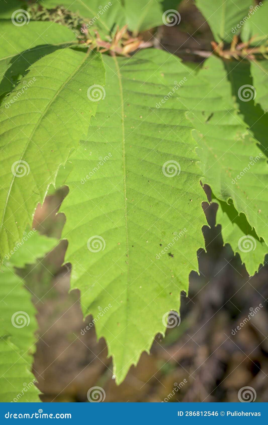 Green Chestnut Leaf Vertically with Marked Ramifications Stock Photo ...