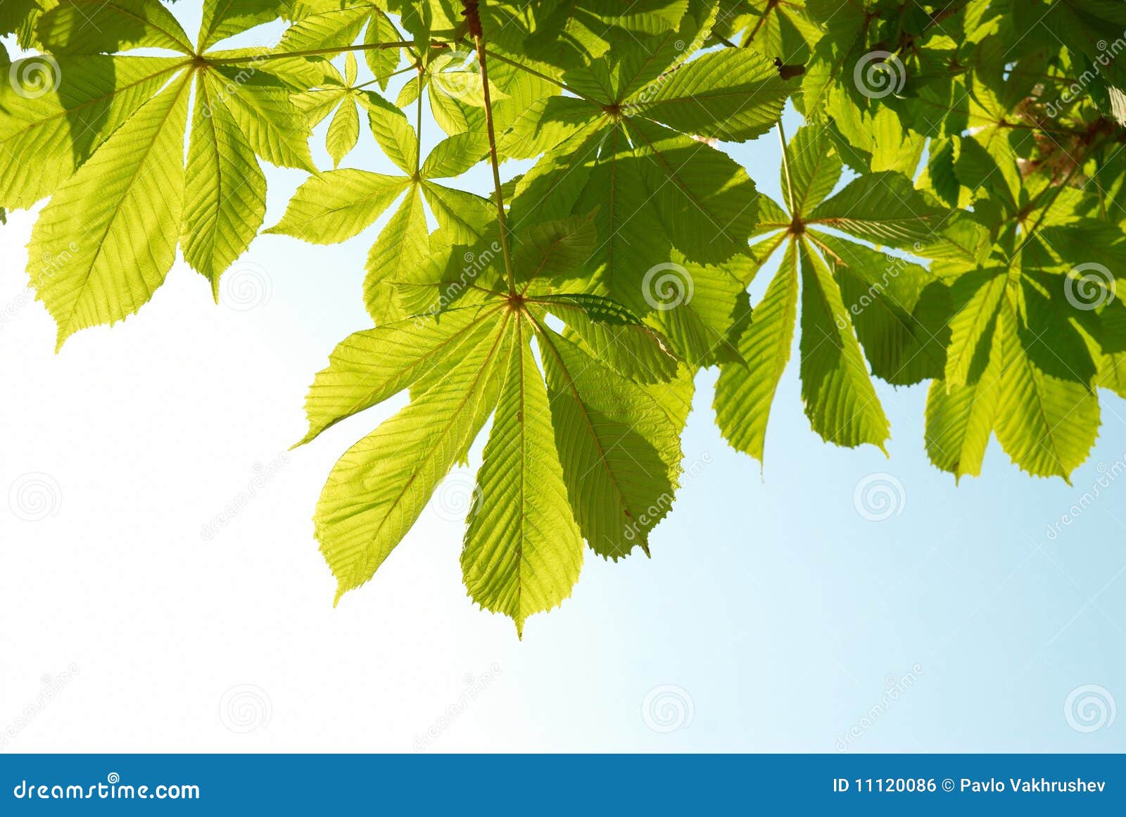 Green Chestnut Leaves Border Stock Photo | CartoonDealer.com #25533702