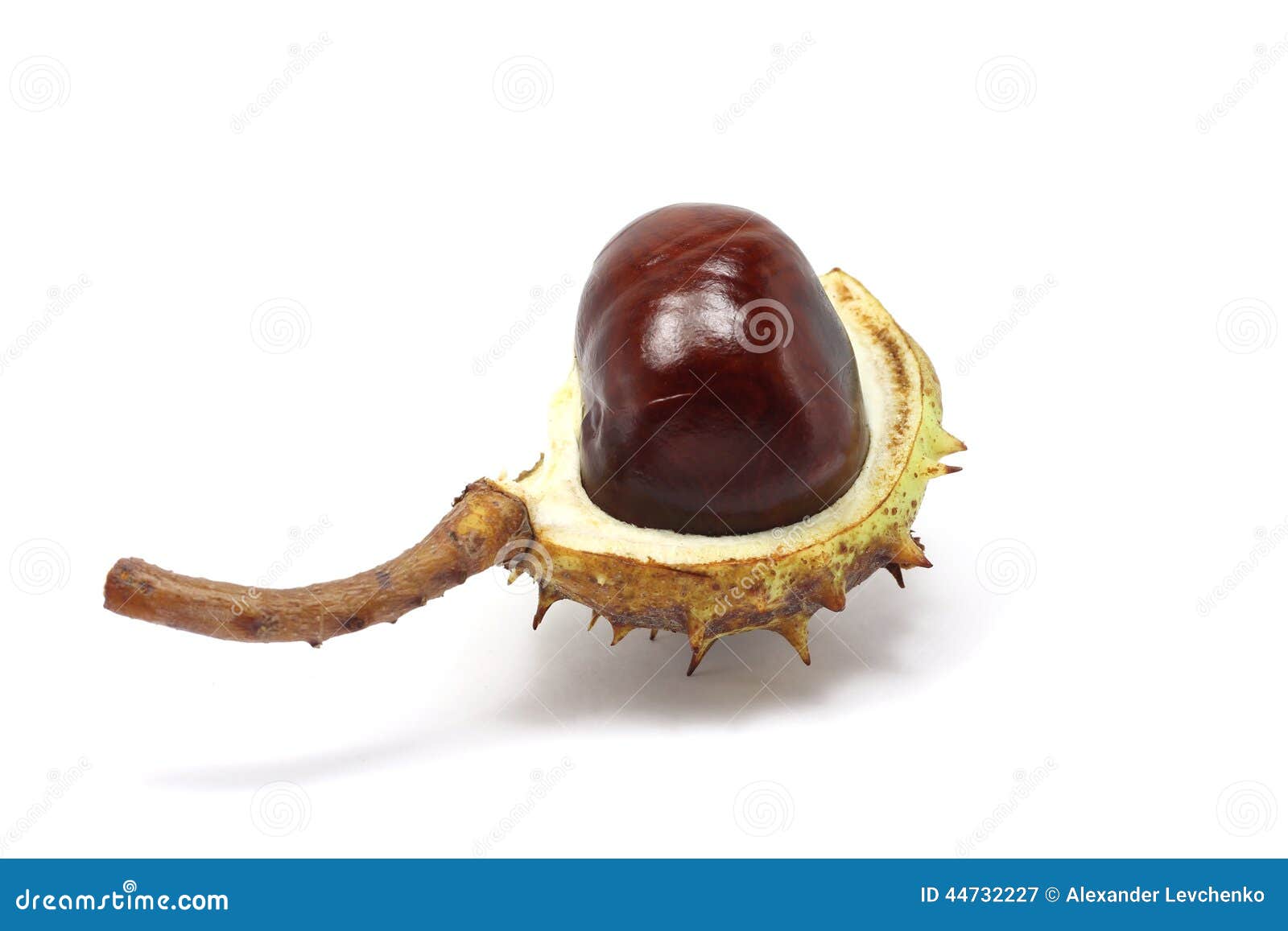 Green chestnut in peel stock image. Image of plant, spiny - 44732227