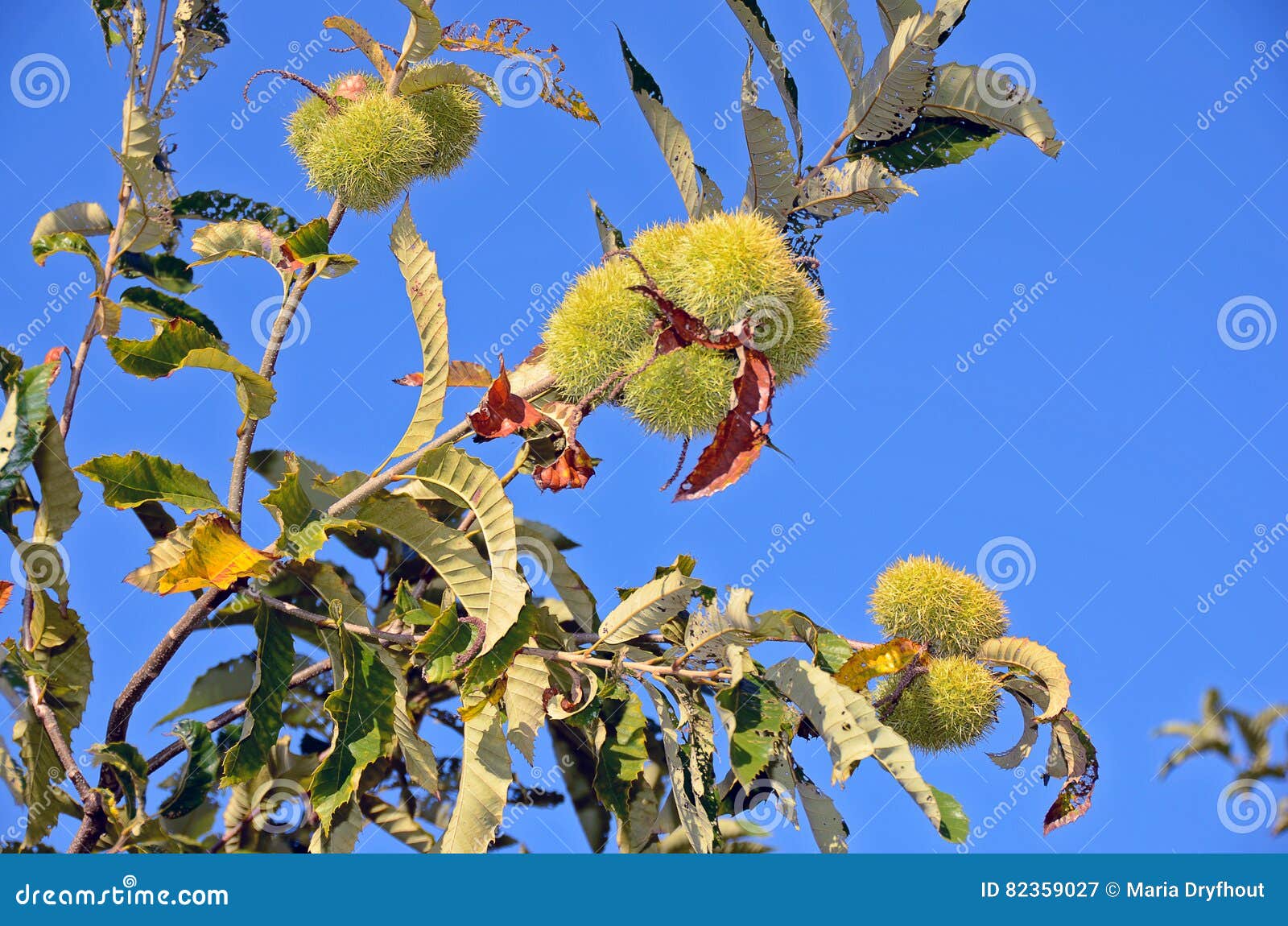 Green chestnut pods stock image. Image of blue, chestnut - 82359027