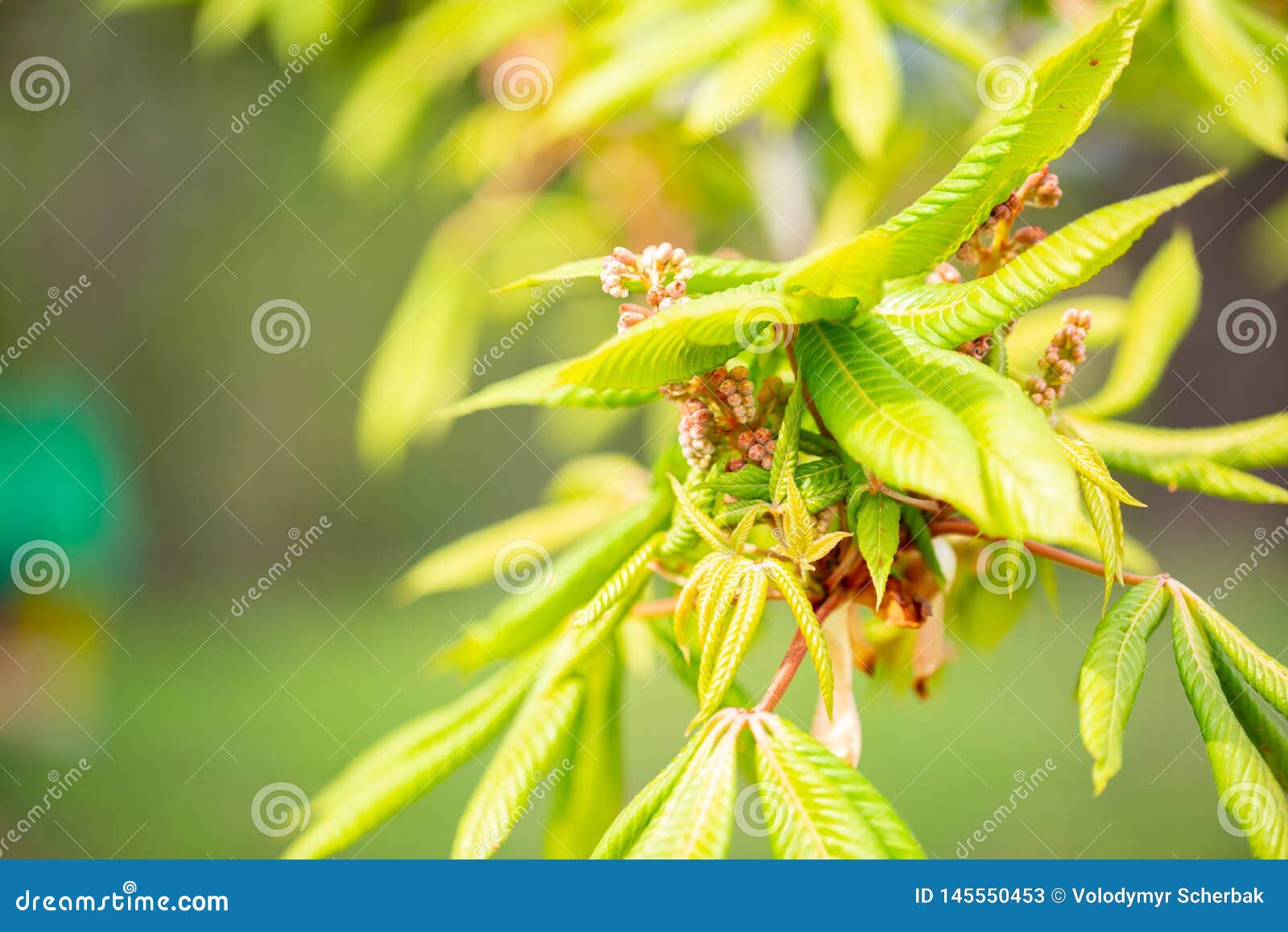 Green Chestnut Tree Leaves in Sunlight Spring Blurry Background with ...