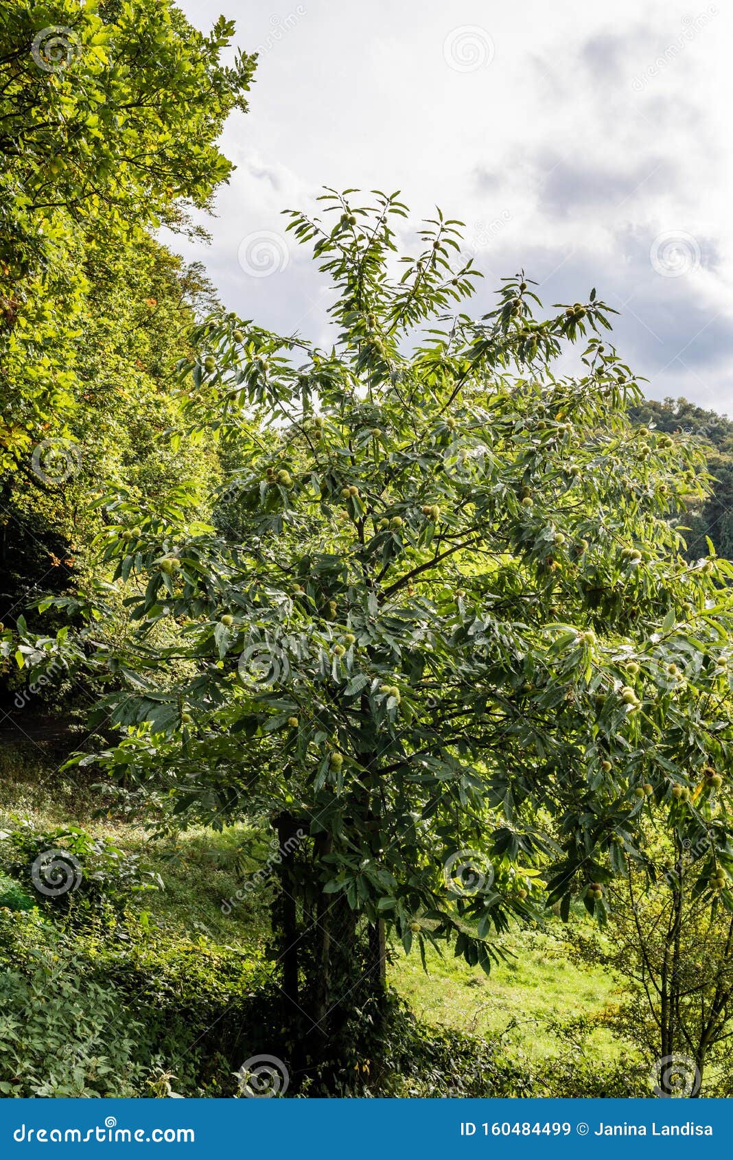 A Green Chestnut Tree with Many Chestnuts Still on a Tree on a Sunny ...