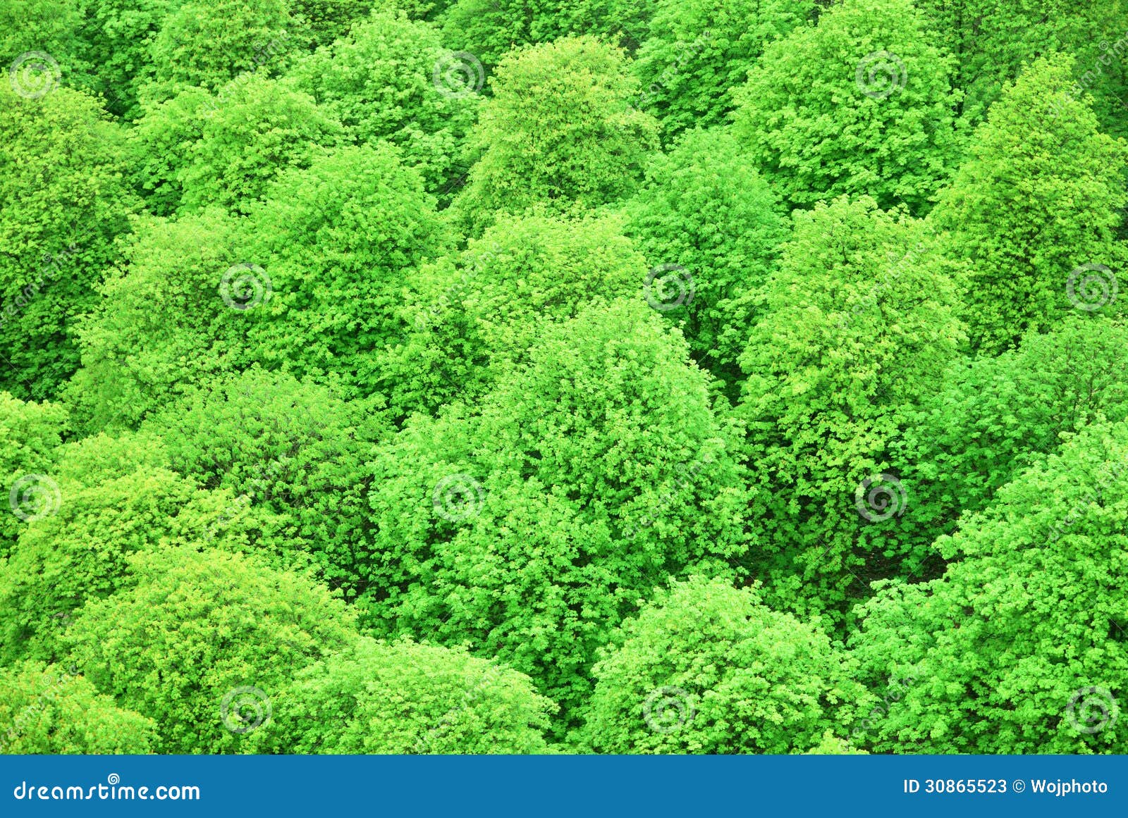 Green Chestnut Leaves Border Stock Photo | CartoonDealer.com #25533702