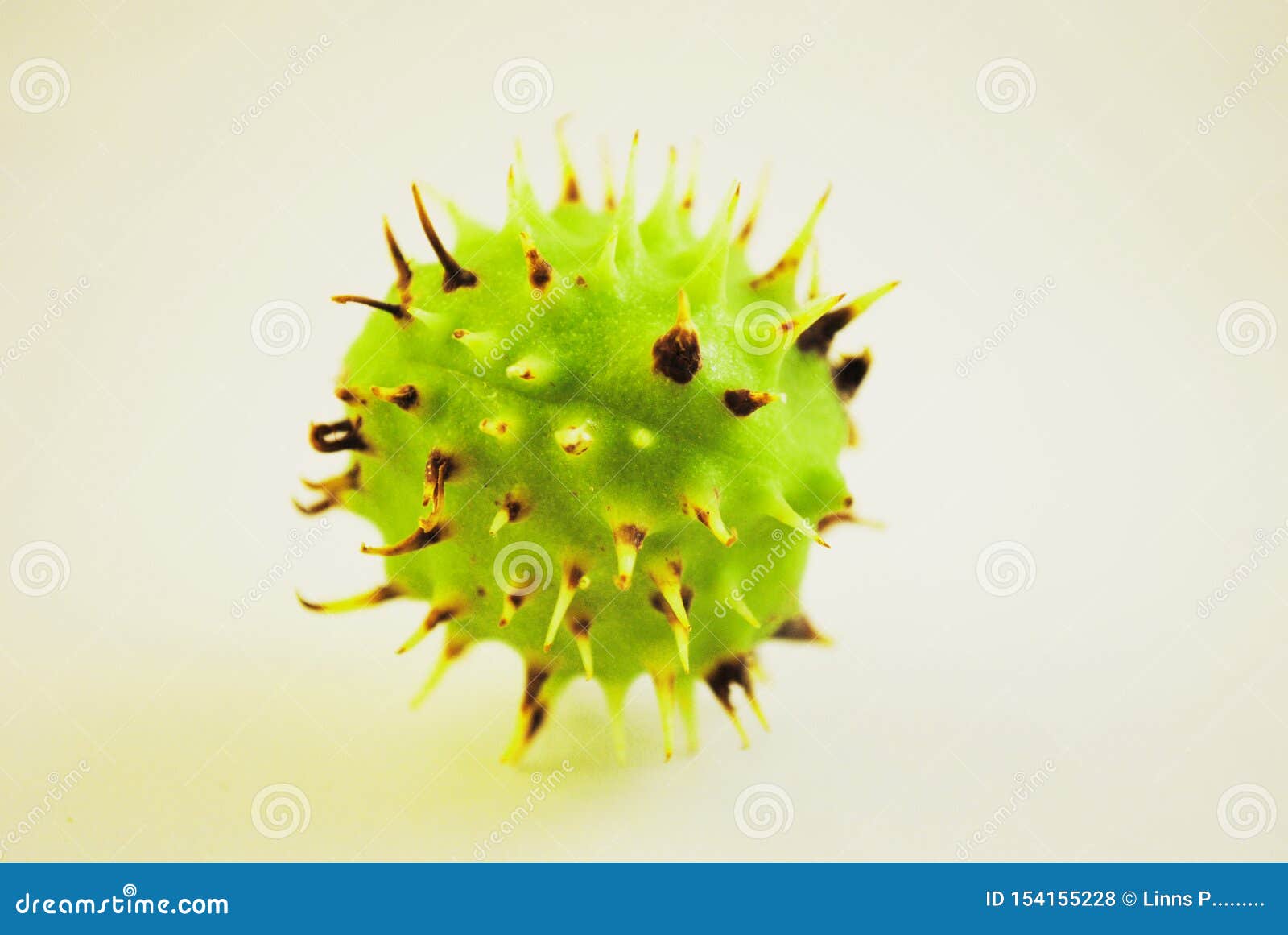 Green Chestnut on a White Background Stock Photo - Image of organic ...