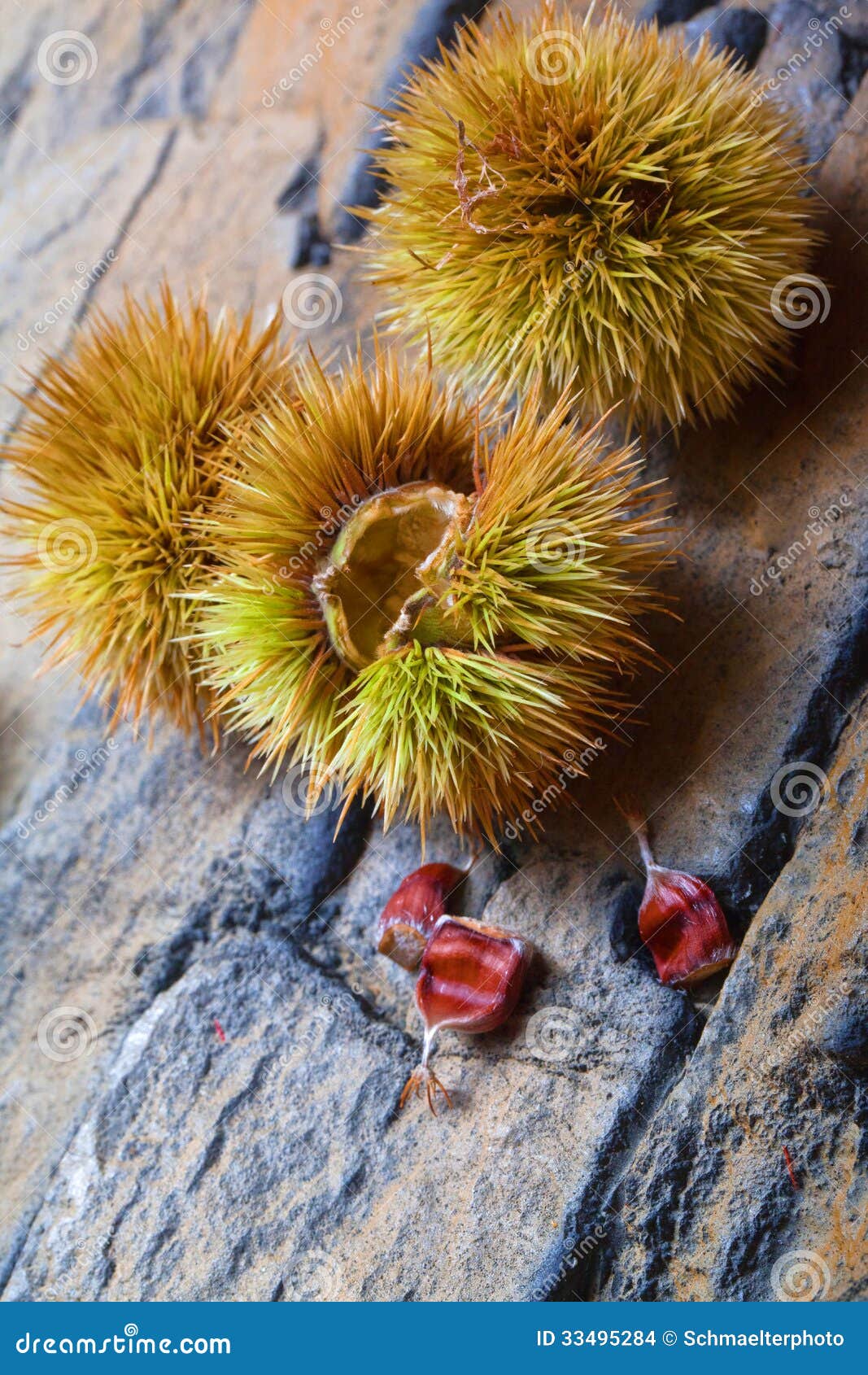 Green chestnuts stock photo. Image of season, seeds, closeup - 33495284