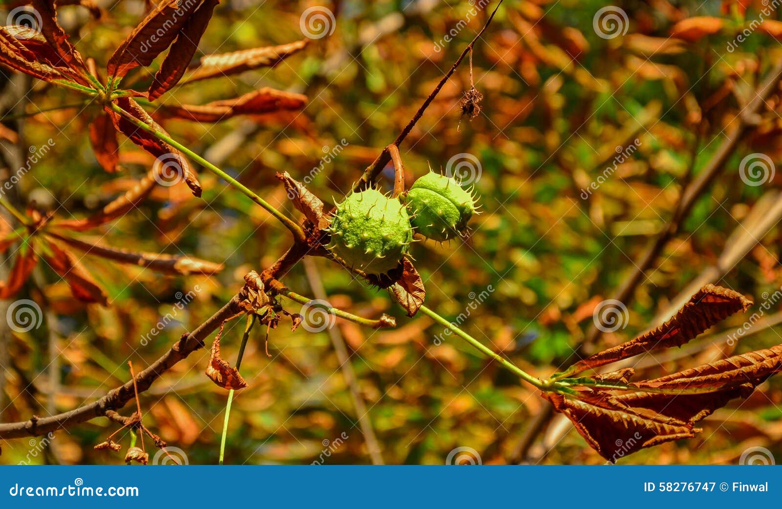 Green Chestnuts Growing on the Tree Stock Image - Image of chestnuts ...