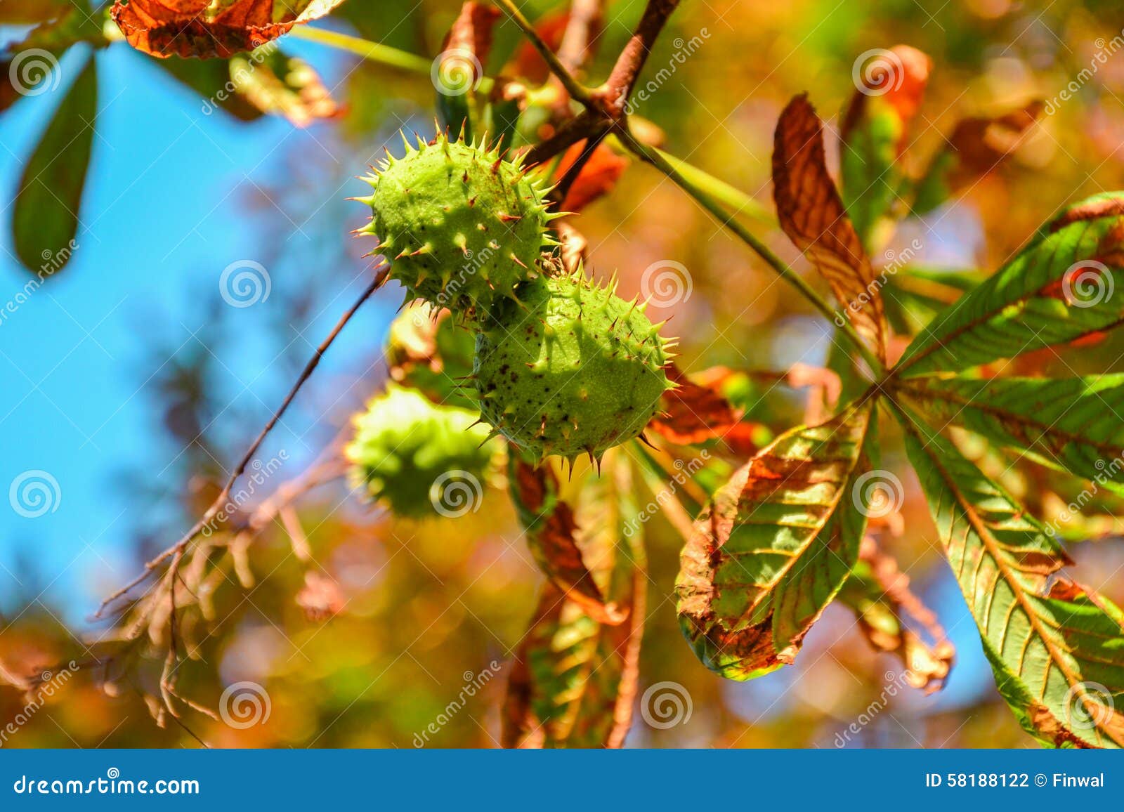 Green Chestnuts Growing on the Tree Stock Photo - Image of park ...