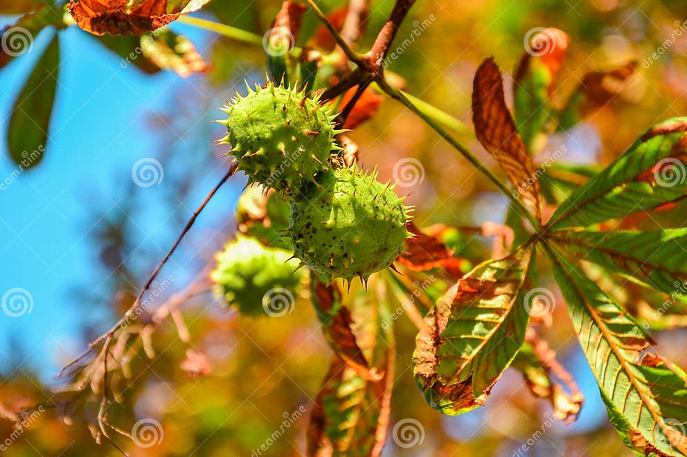 Green Chestnuts Growing on the Tree Stock Photo - Image of park ...