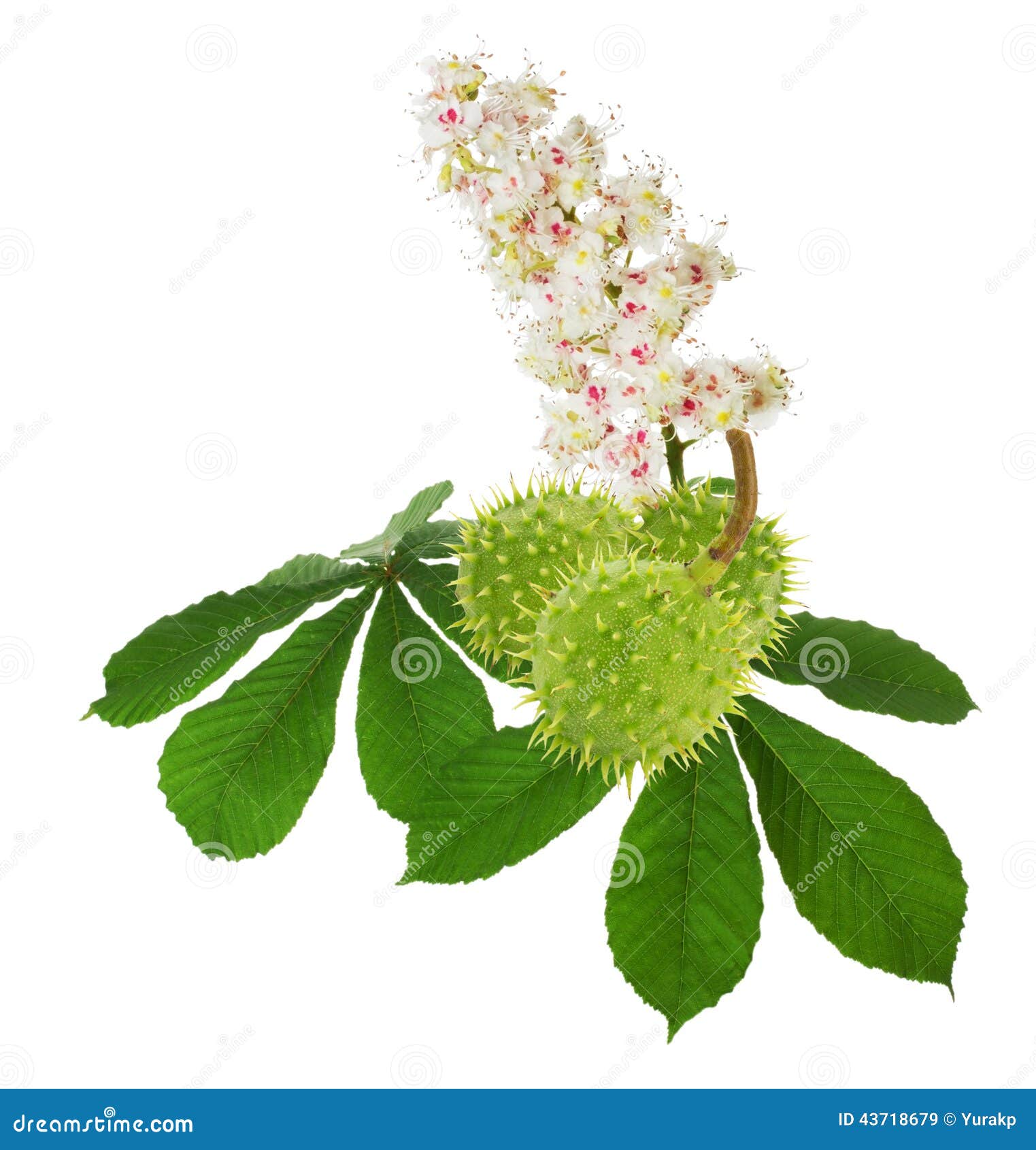 Green Chestnuts with Leaves and Flowers Isolated on the White Ba Stock ...