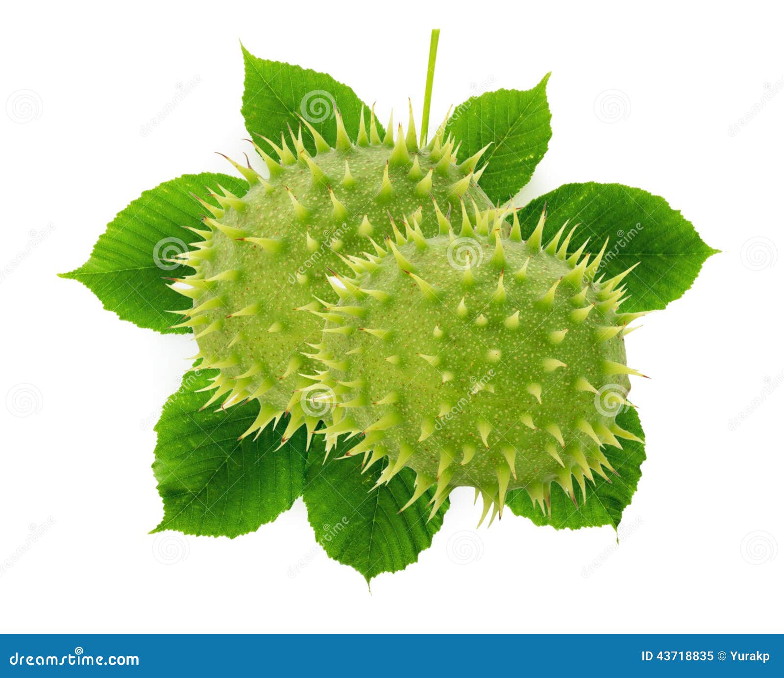 Green Chestnuts with Leaves Isolated on the White Background Stock ...