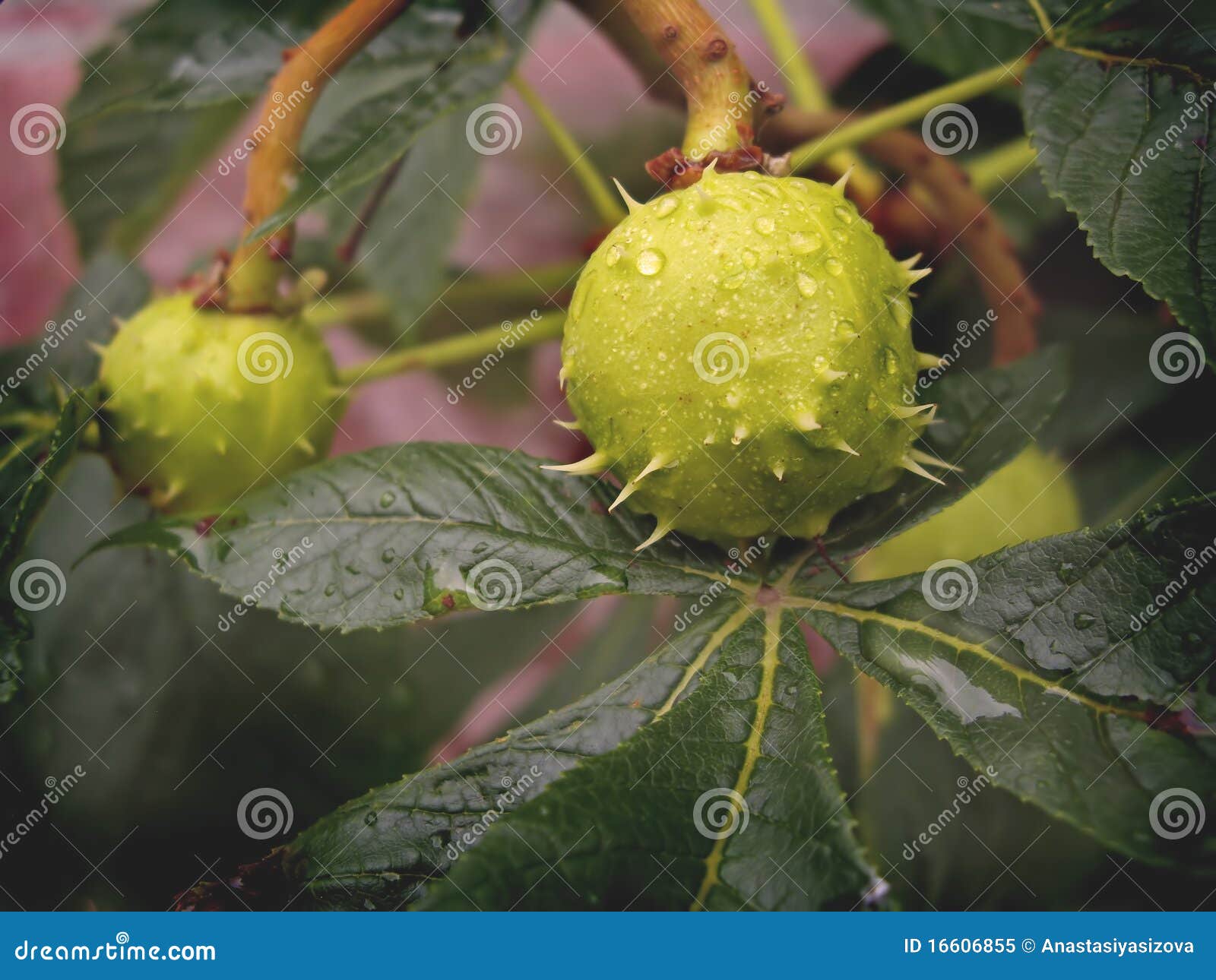 Green chestnuts macro stock image. Image of nature, chestnuts - 16606855