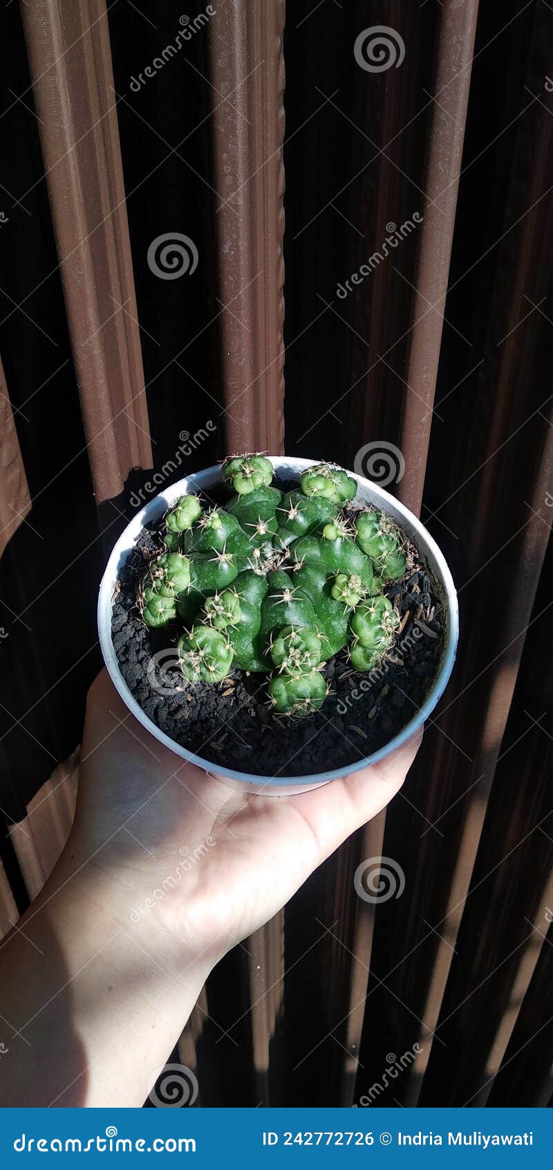 Chibi Tree Stock Photos - Free & Royalty-Free Stock Photos from Dreamstime