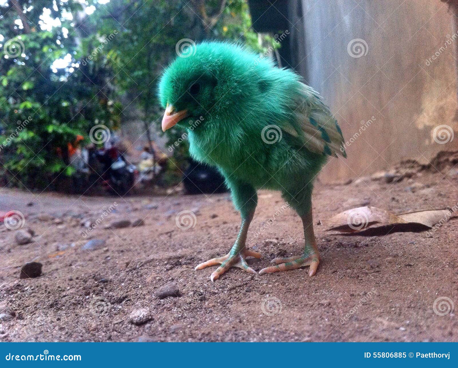 Green chick stock image. Image of chick, green, chicken - 55806885