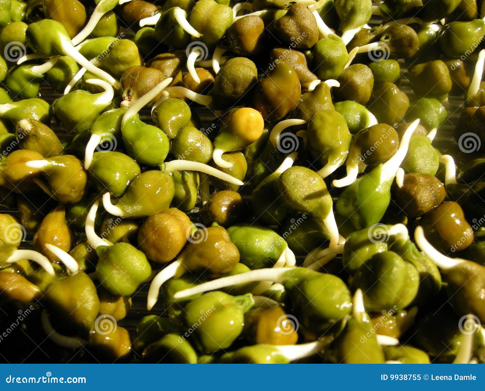 Green Chick Pea Sprouts Two Stock Image - Image of harvest, natural ...