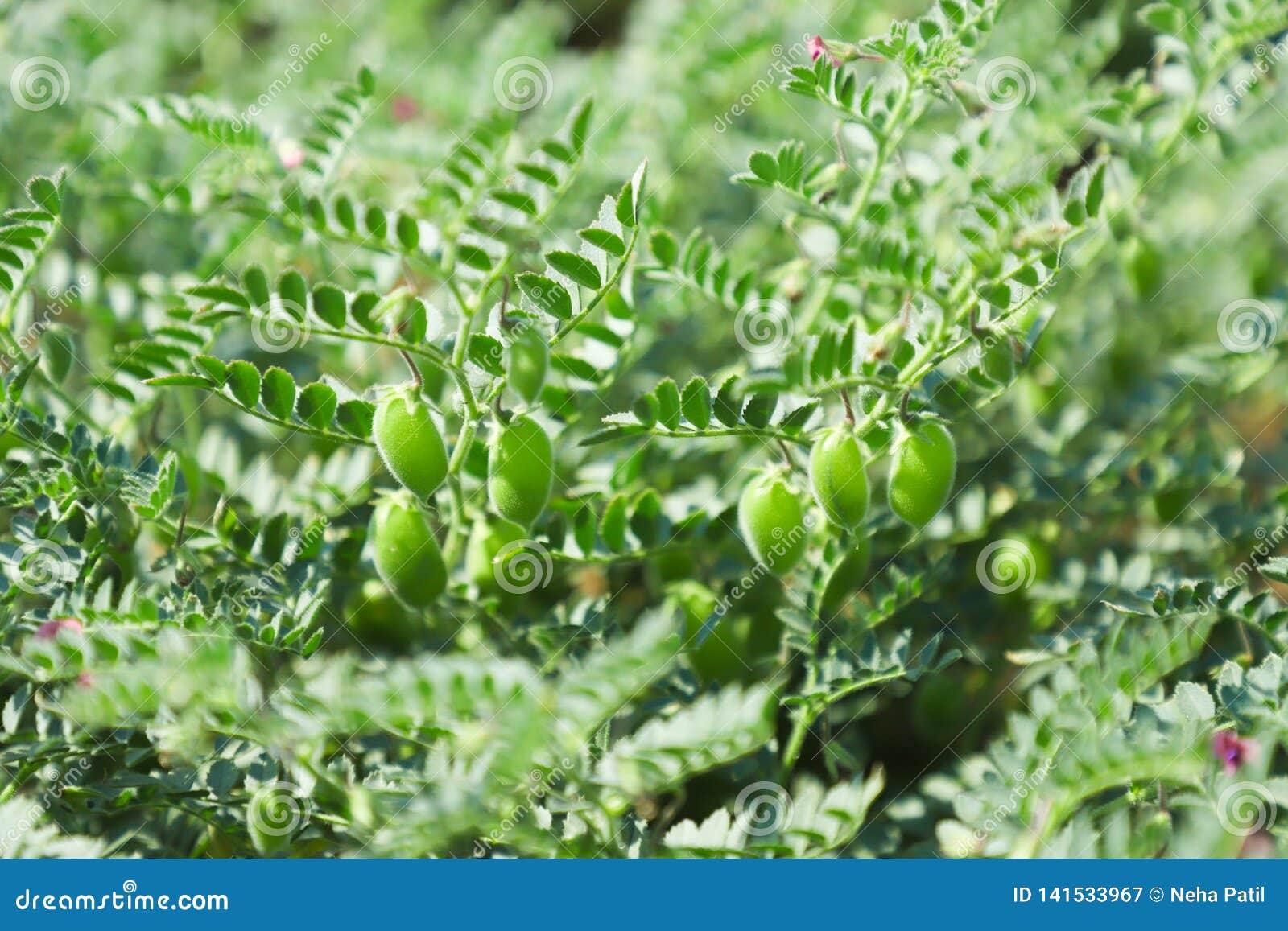 Green Chickpea field stock image. Image of flower, harvest - 141533967