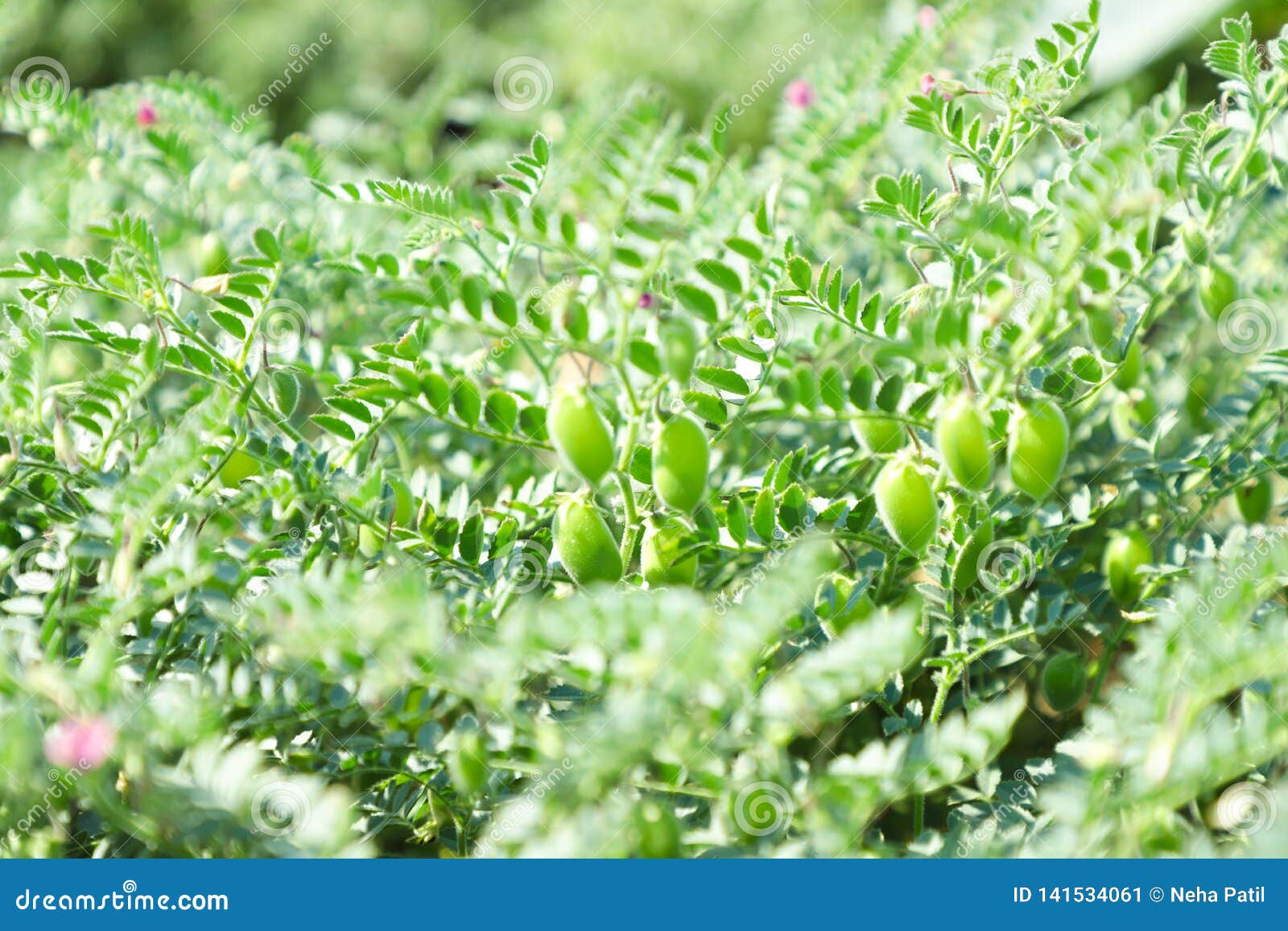 Green Chickpea field stock image. Image of bean, agriculture - 141534061