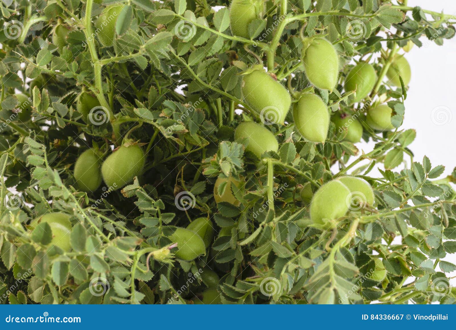 Green chickpea pods stock image. Image of vegetable, leaves - 84336667