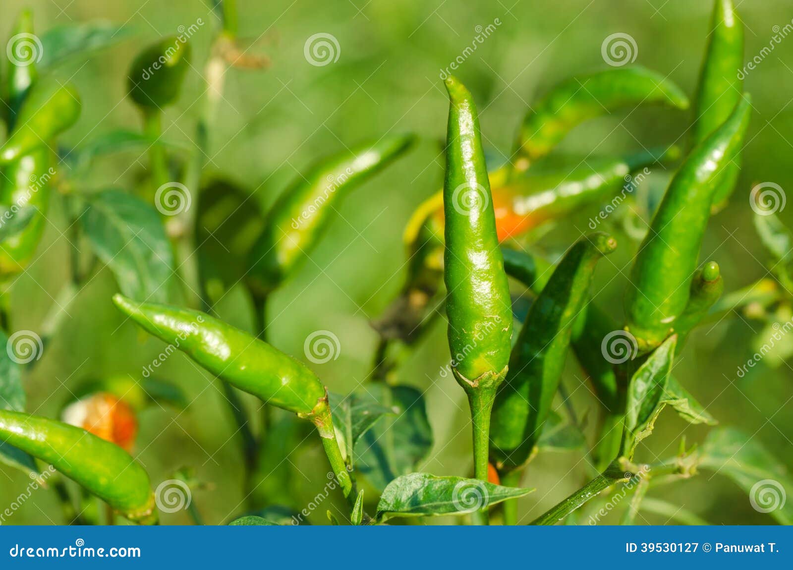 Green Chili (Capsicum Annuum) Stock Image - Image of spices, health ...