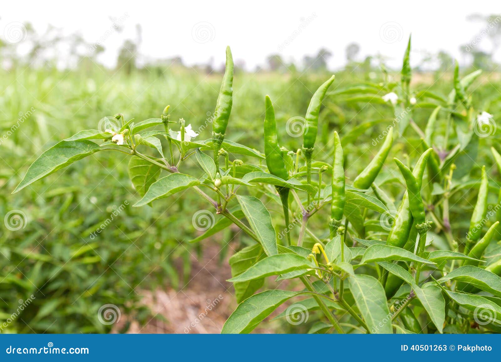 Green chili on chili tree stock image. Image of gardening - 40501263