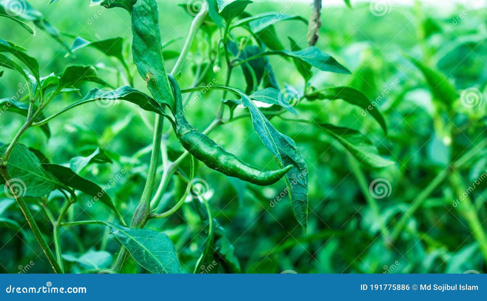 A Single Green Chili on Field Stock Photo - Image of cucumber, cooking ...
