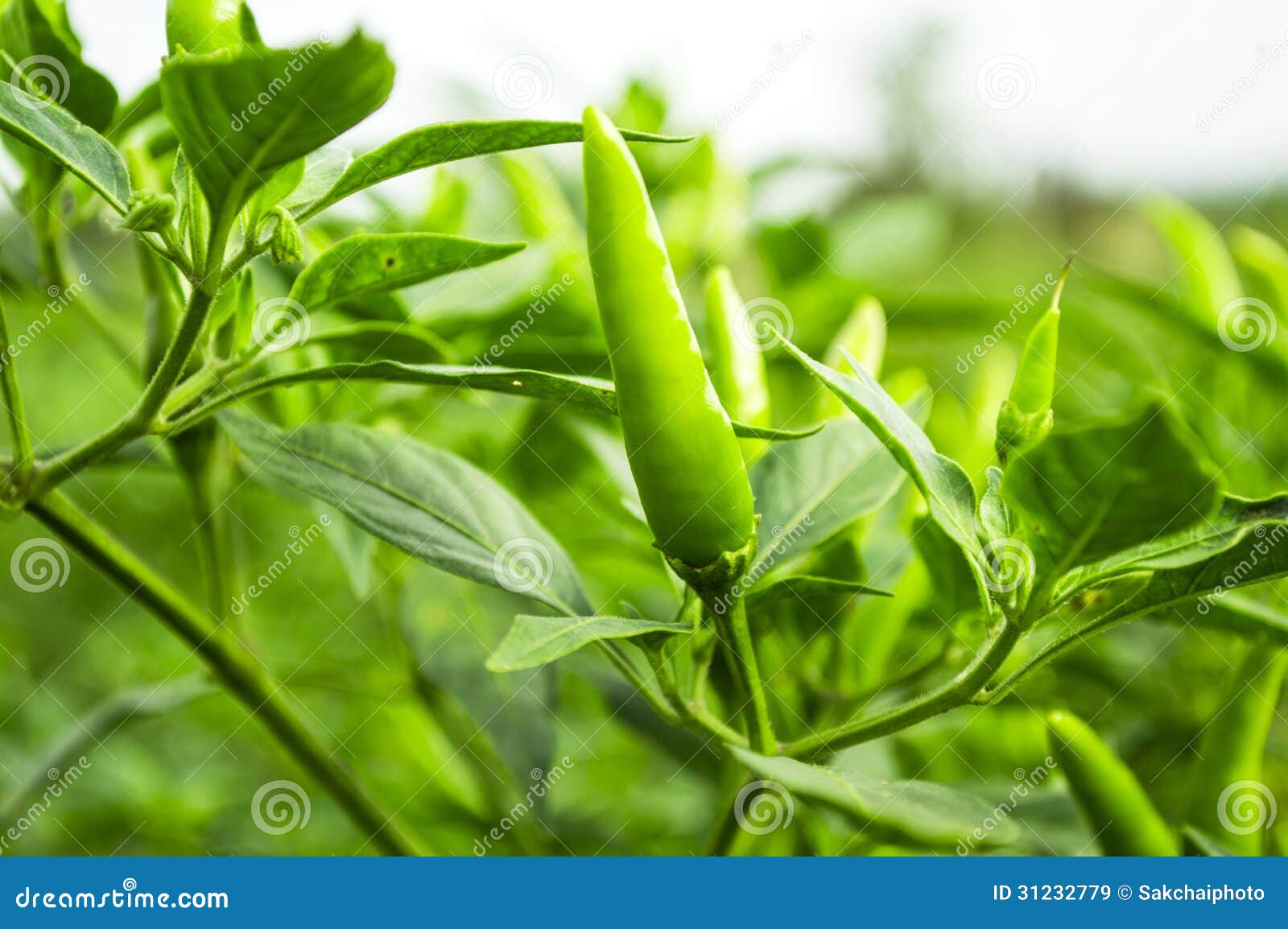 Green Chili Pepper on the Tree Stock Image - Image of harvest, nature ...