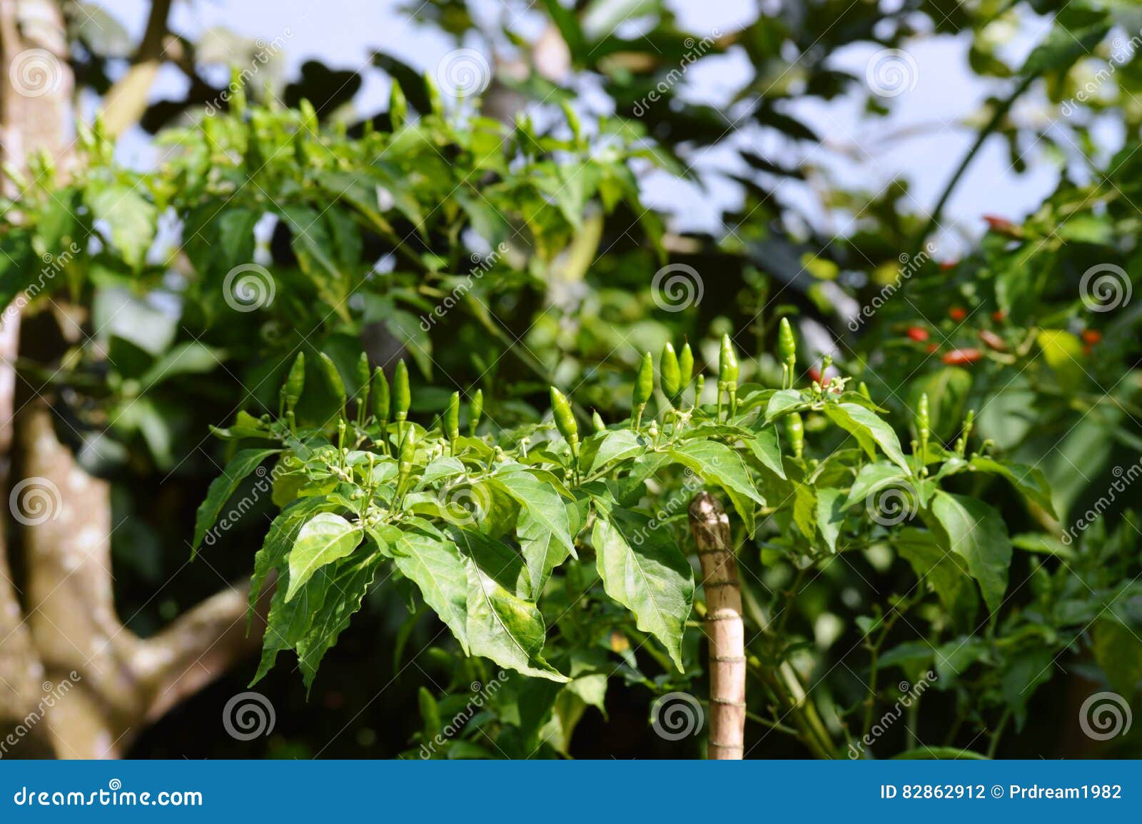Green Chili Pepper on the Tree Stock Photo - Image of growing, bushy ...