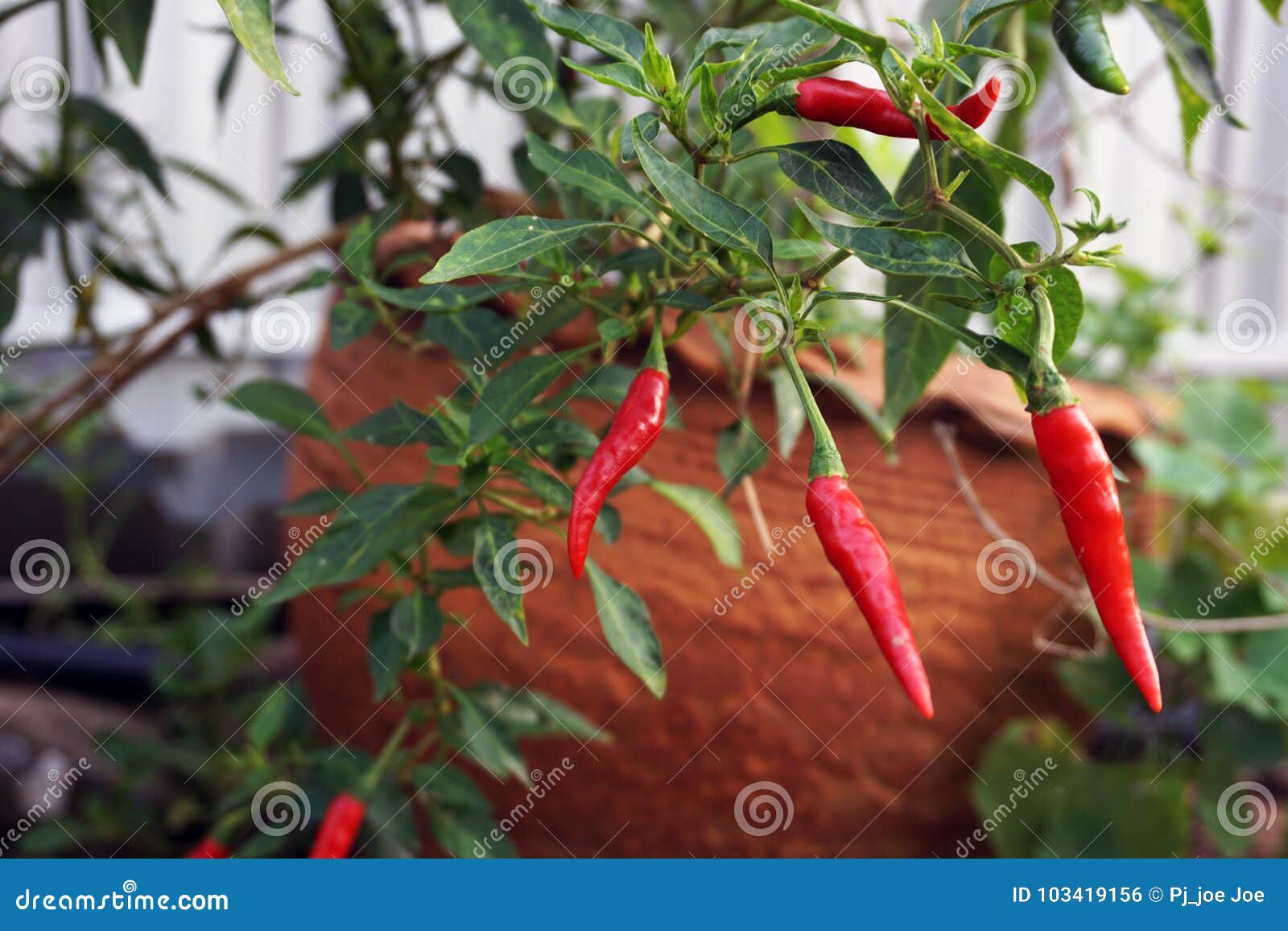 Green Chili Plant, Chilli Tree, Stock Photo - Image of ingredient ...