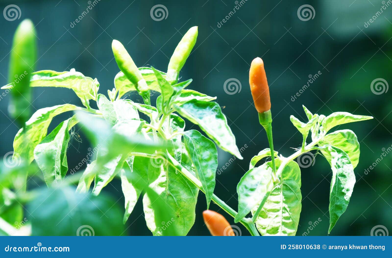 Green Chili with Red Color on the Tree Stock Photo - Image of beautiful ...