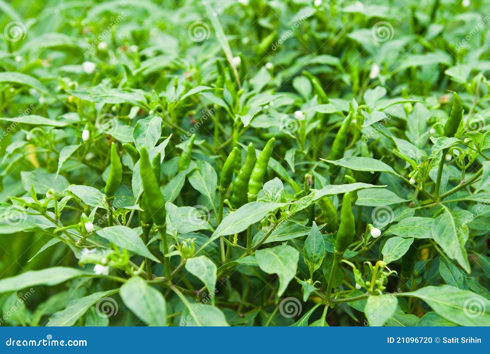 Green chili on tree stock photo. Image of close, garden - 21096720