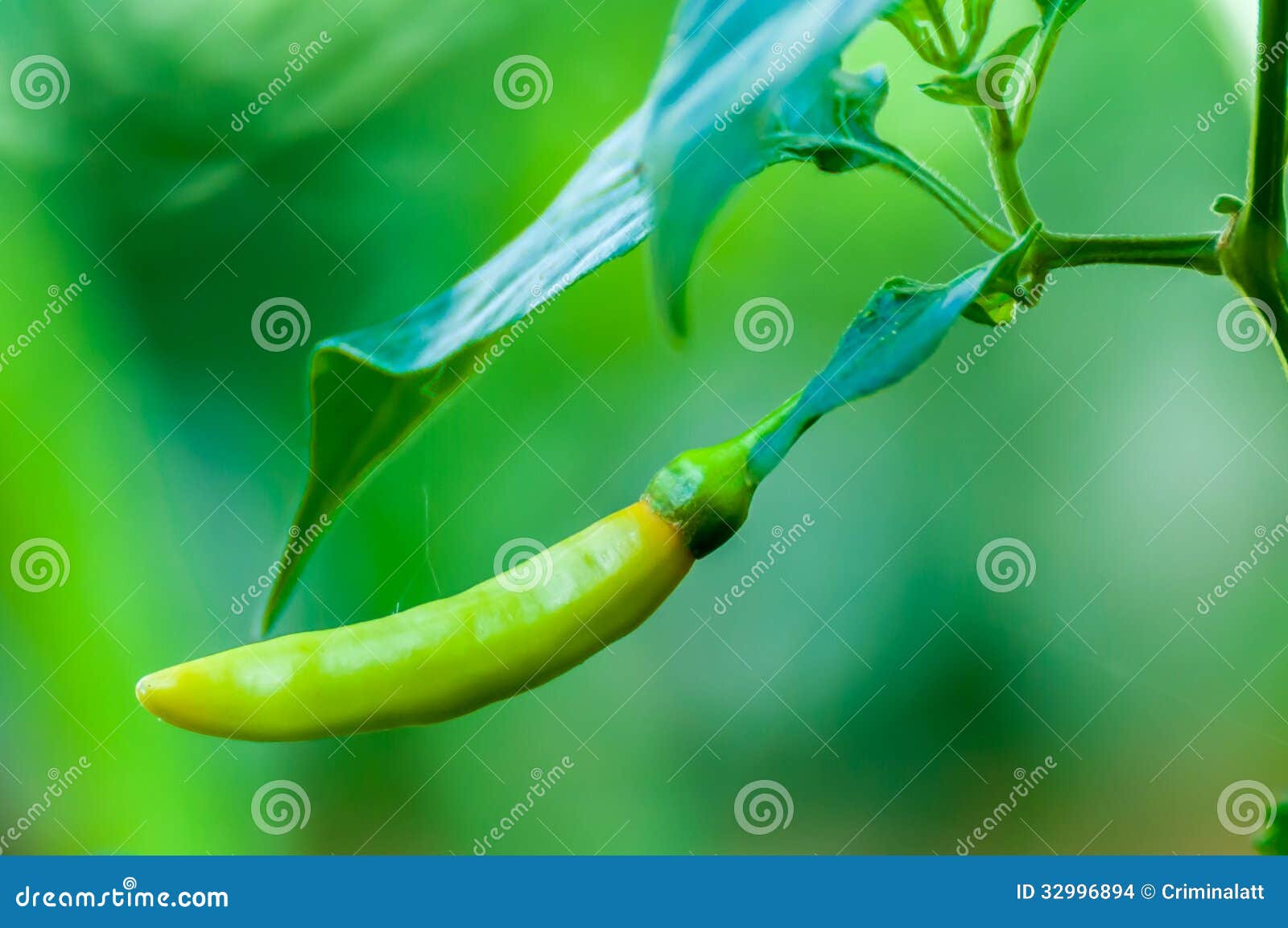Green chili on tree stock photo. Image of spicy, nature - 32996894