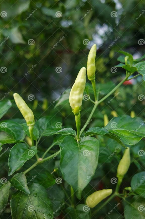 Green Chili Tree in the Morning at Field Stock Image - Image of ...