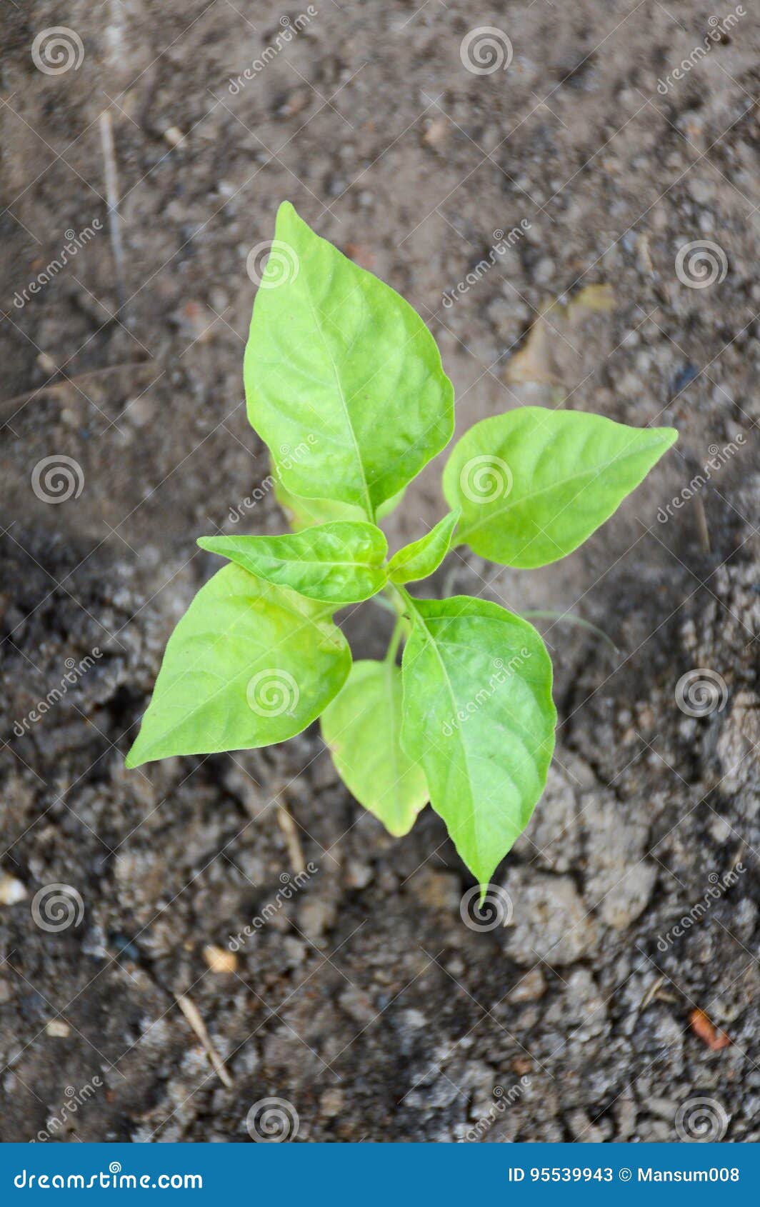 Green Chili Tree in Nature Garden Stock Image - Image of evergreen ...