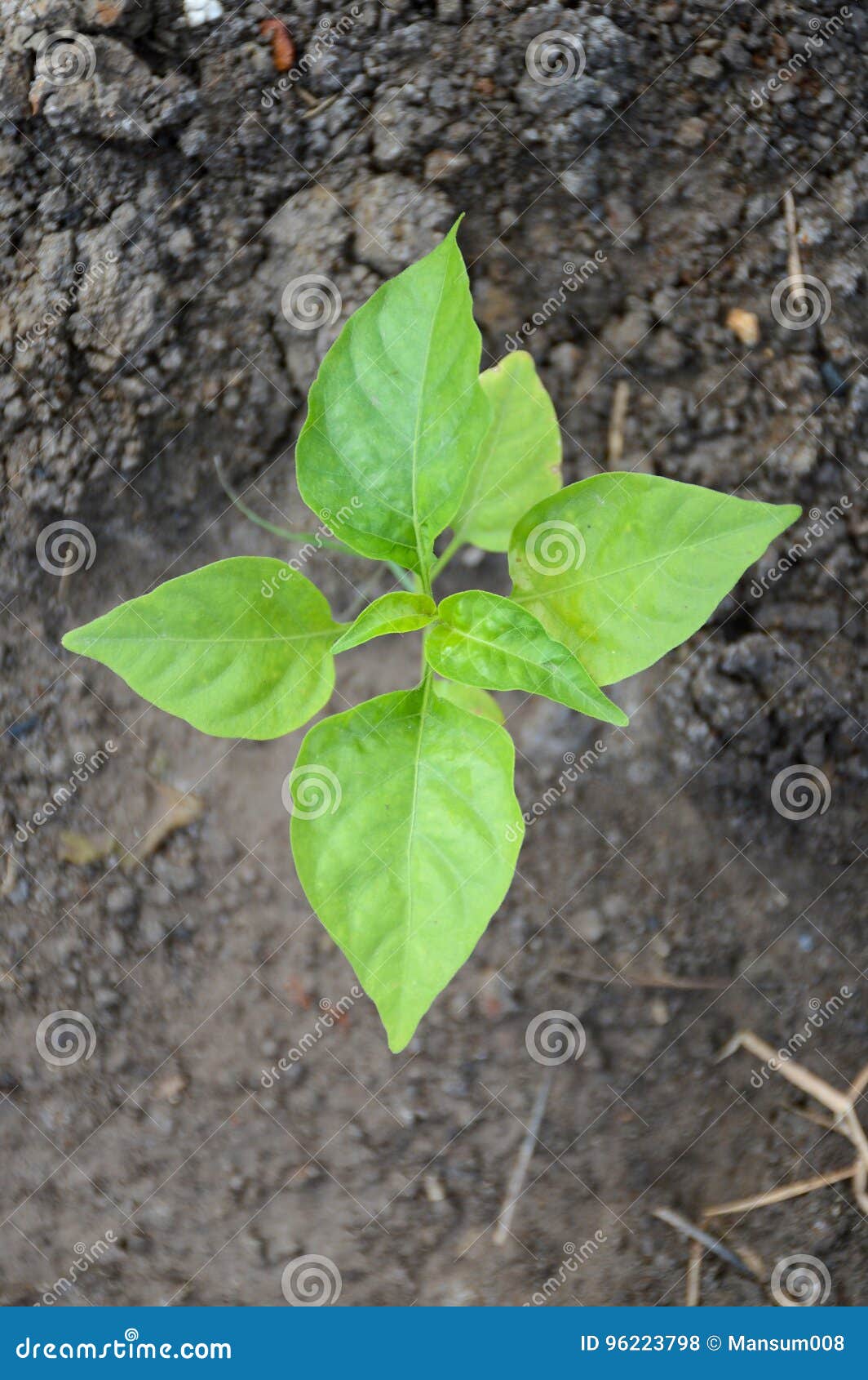 Green Chili Tree in Nature Garden Stock Photo - Image of evergreen ...