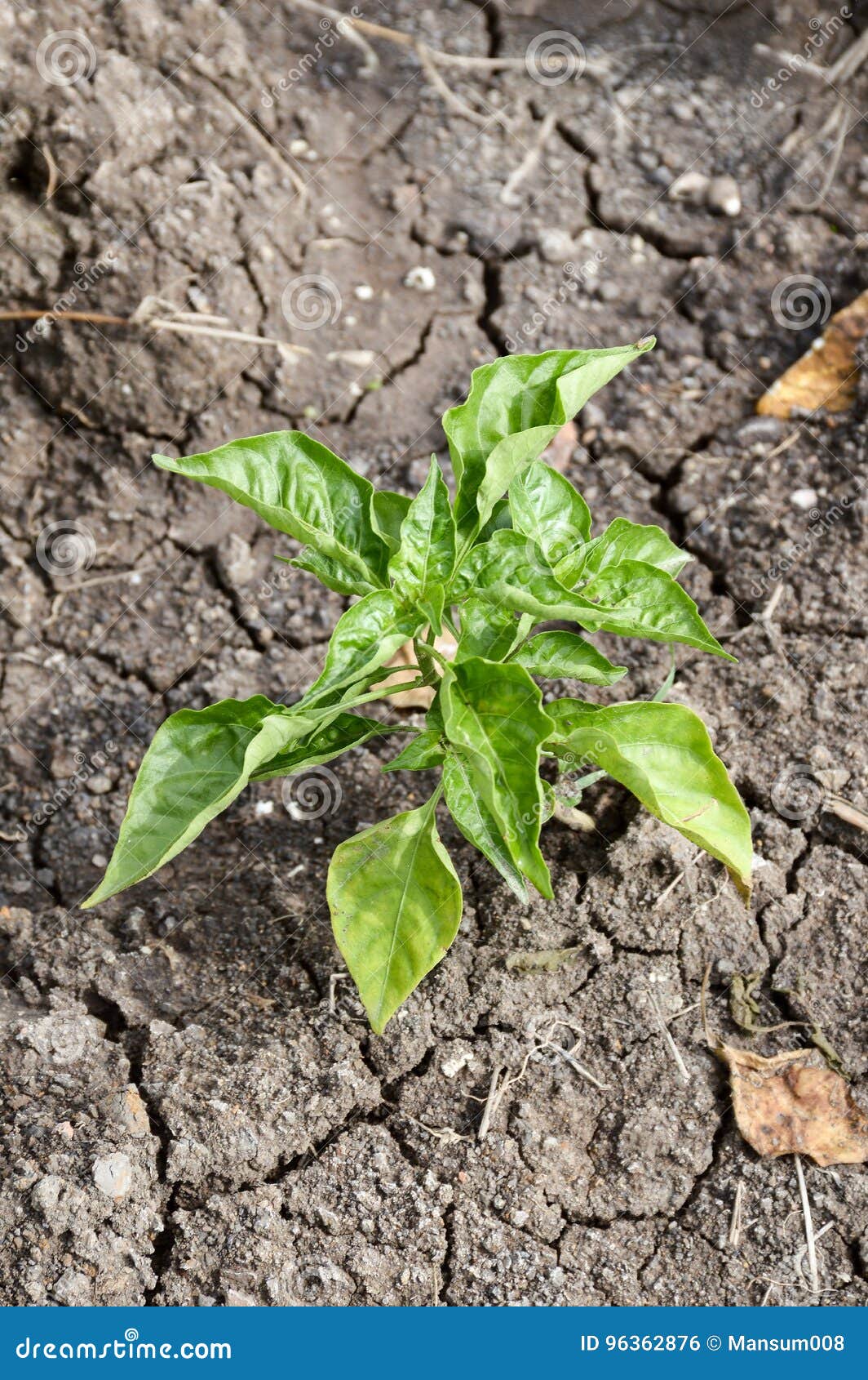 Green Chili Tree in Nature Garden Stock Photo - Image of spice ...