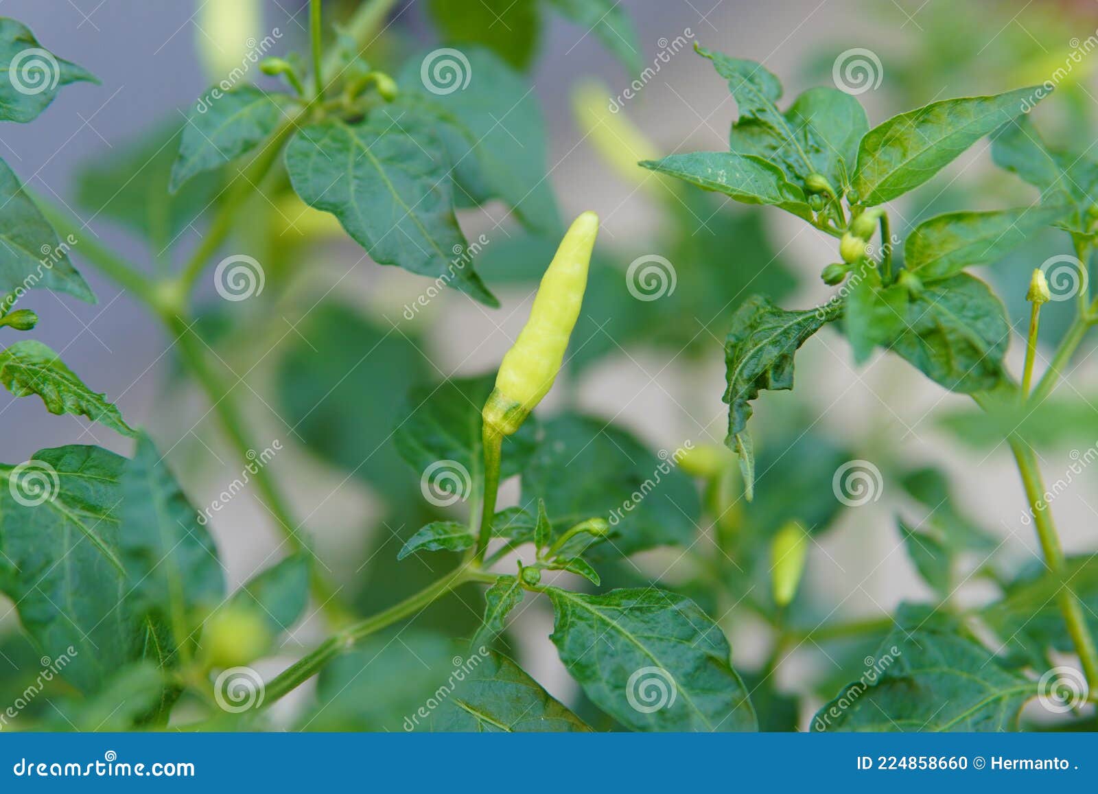 Green Chili Tree with Young Fruit Stock Photo - Image of fruit, chili ...