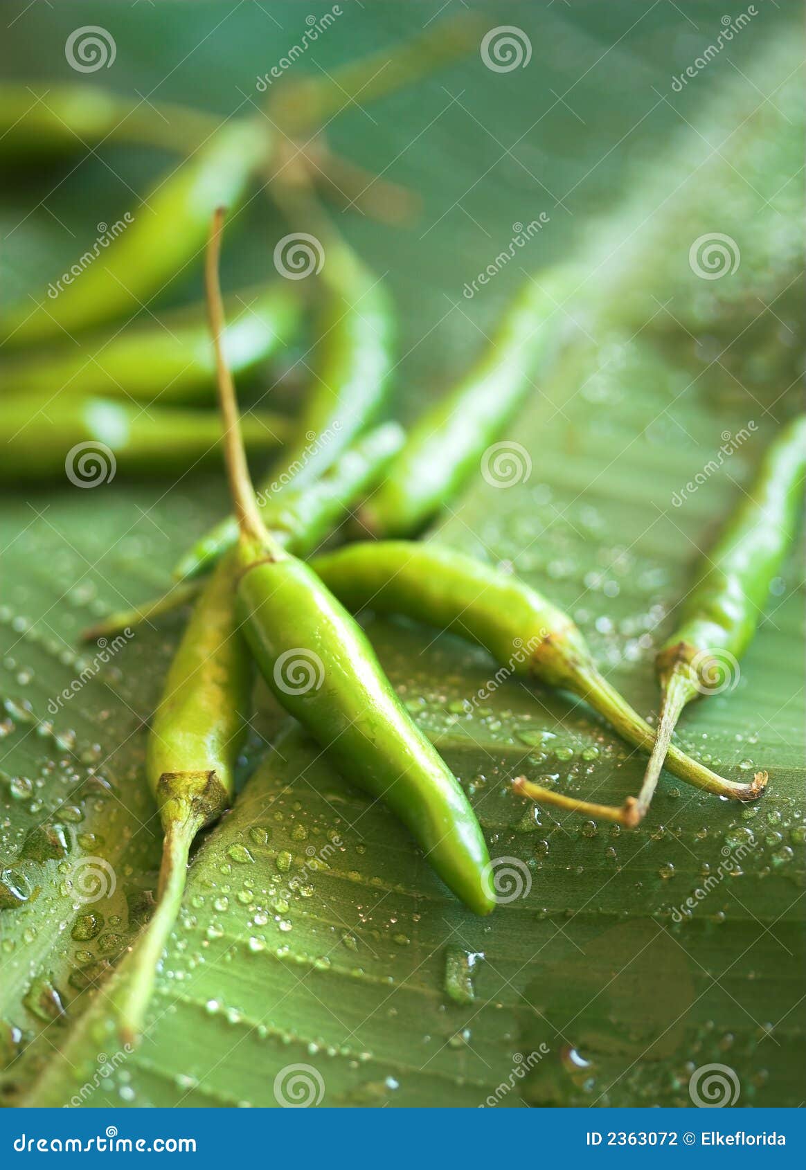 Green Chilis on leaf stock photo. Image of natural, peppers - 2363072