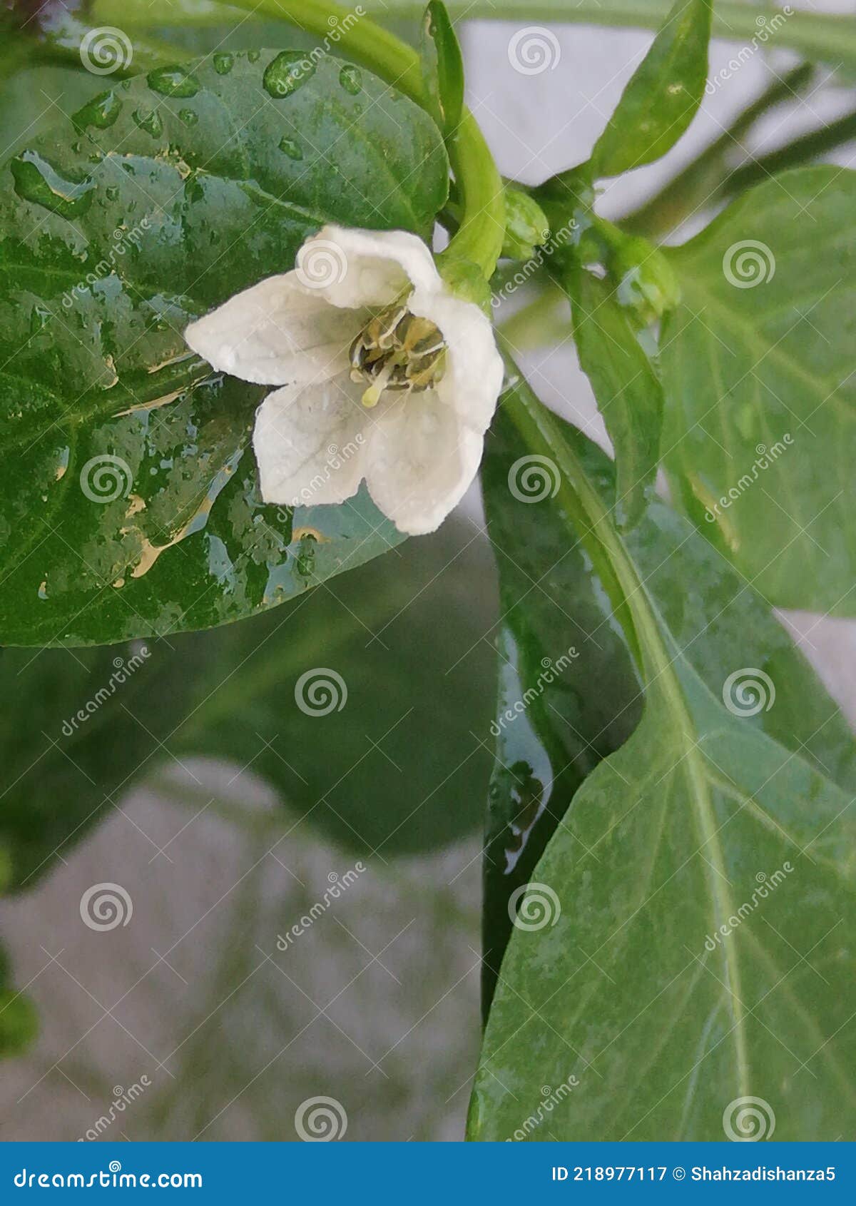 Green chill plant stock image. Image of chill, plant - 218977117