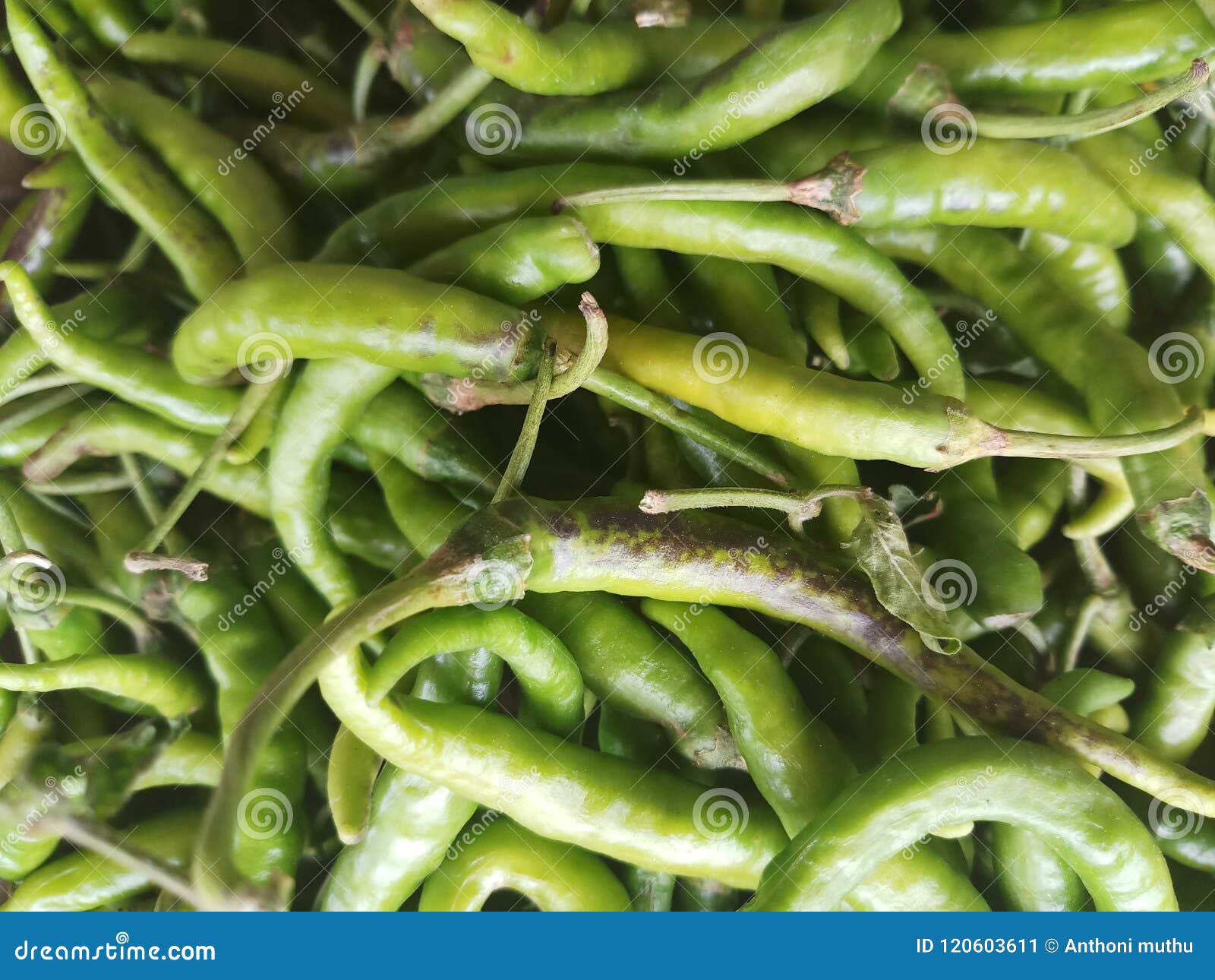 Green chilli stock image. Image of naganahalli, anthonimuthu - 120603611
