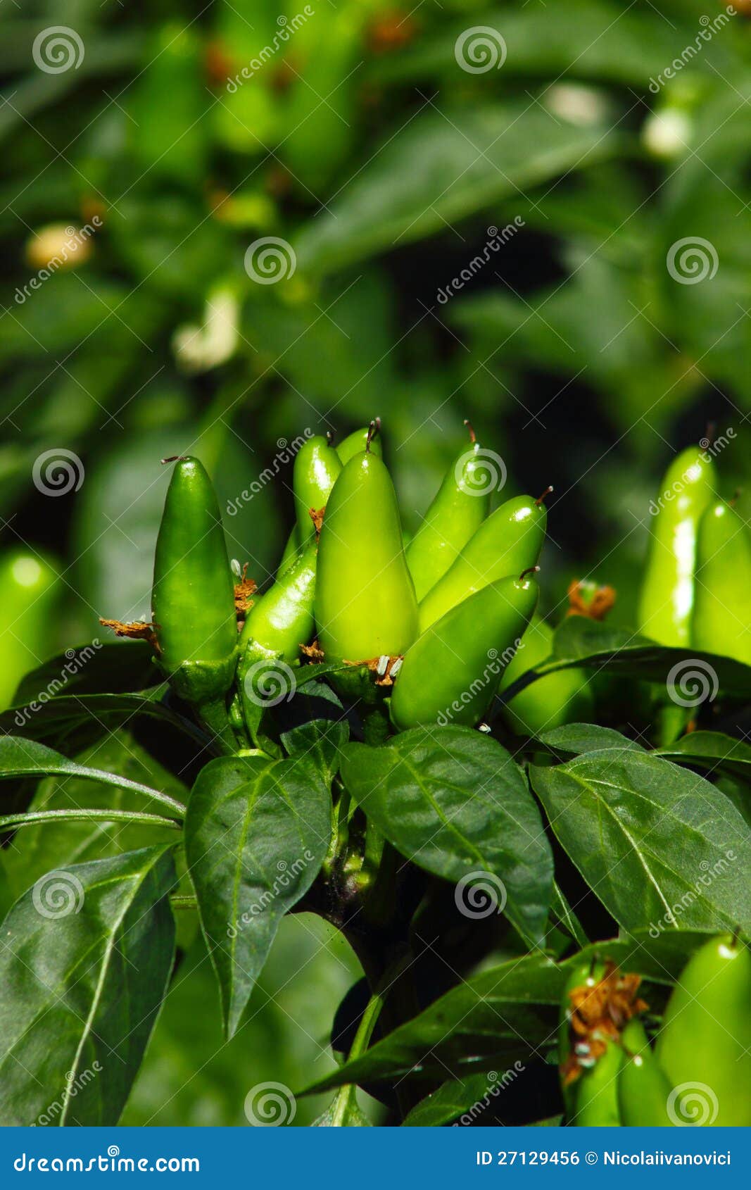 Green chilli stock photo. Image of ingredient, fresh - 27129456